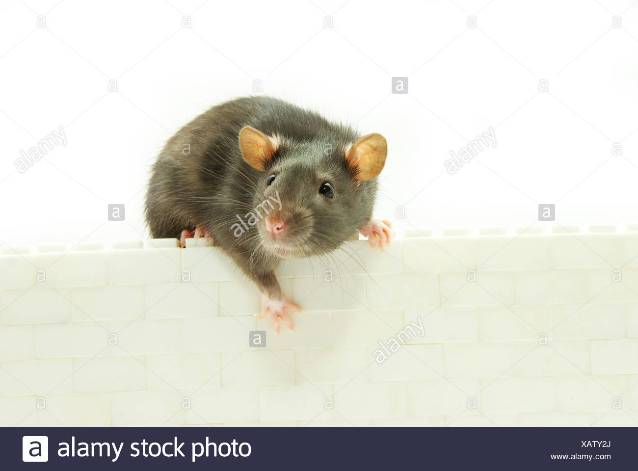 Funny Rat Stock Photos & Funny Rat Stock Images - Alamy