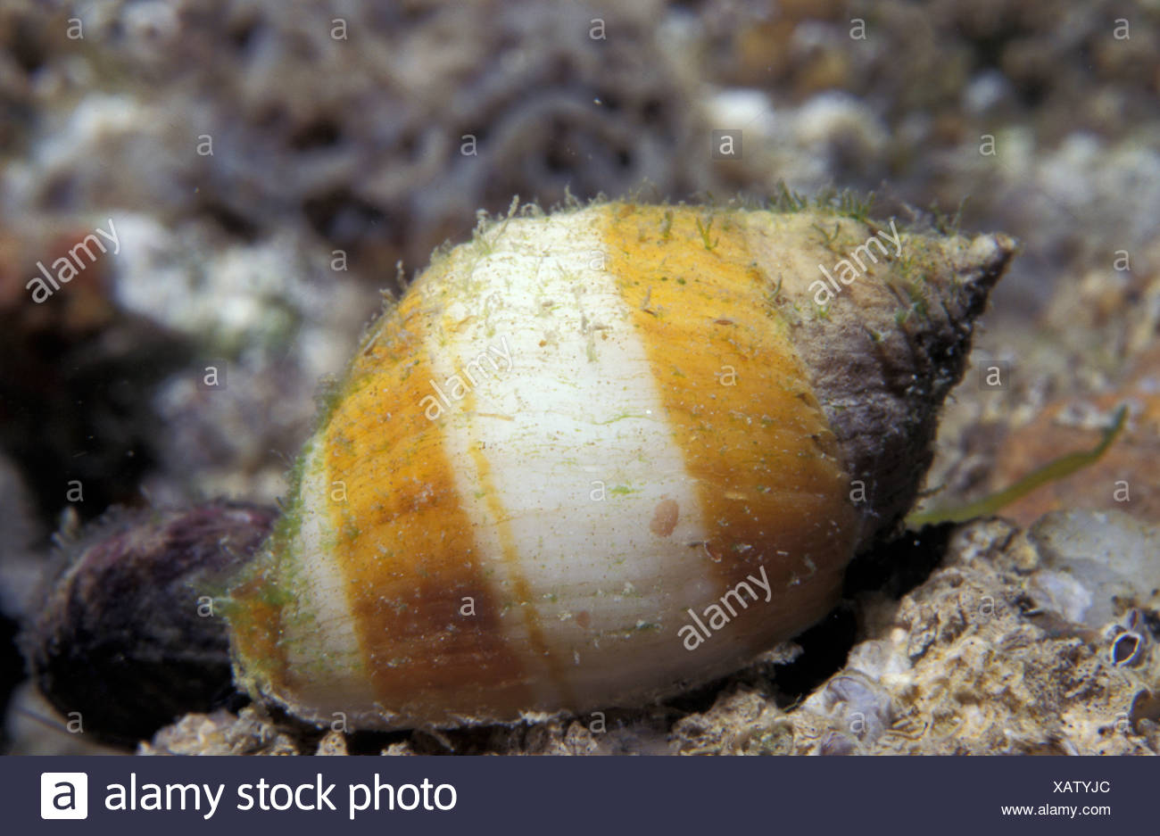 Dog Whelks Stock Photos & Dog Whelks Stock Images - Alamy