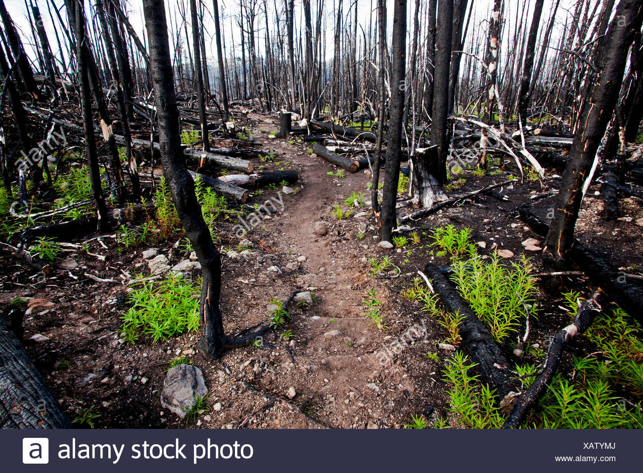 Forest Regeneration After Forest Fire High Resolution Stock Photography ...
