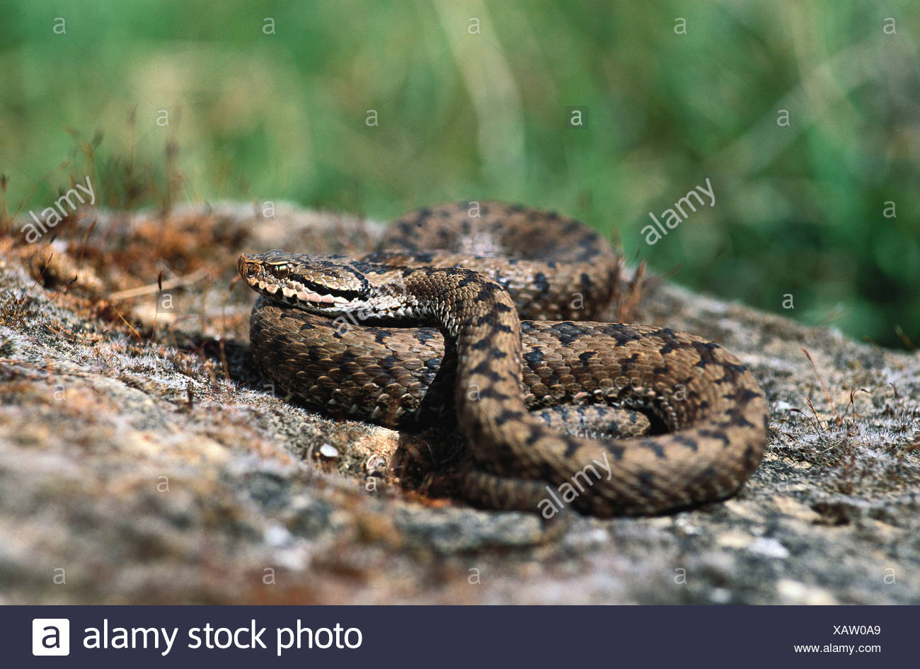 Aspic Viper Vipera Aspis High Resolution Stock Photography and Images ...