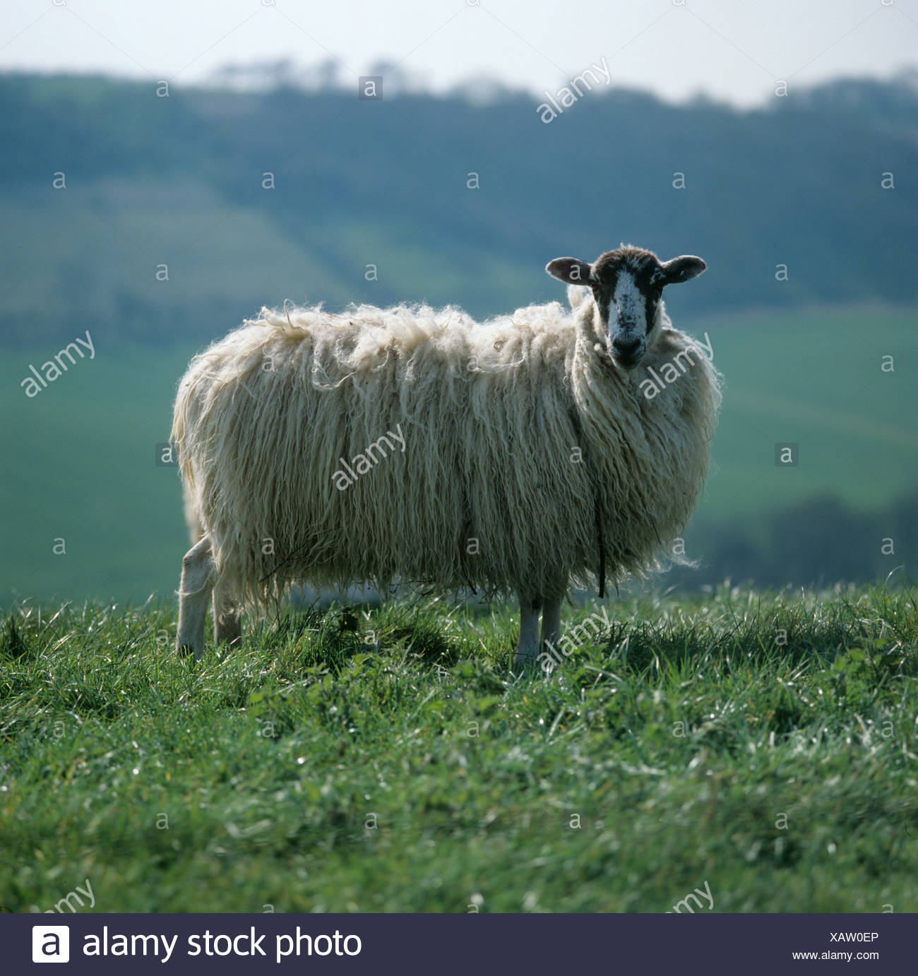 North Country Mule Sheep High Resolution Stock Photography and Images ...