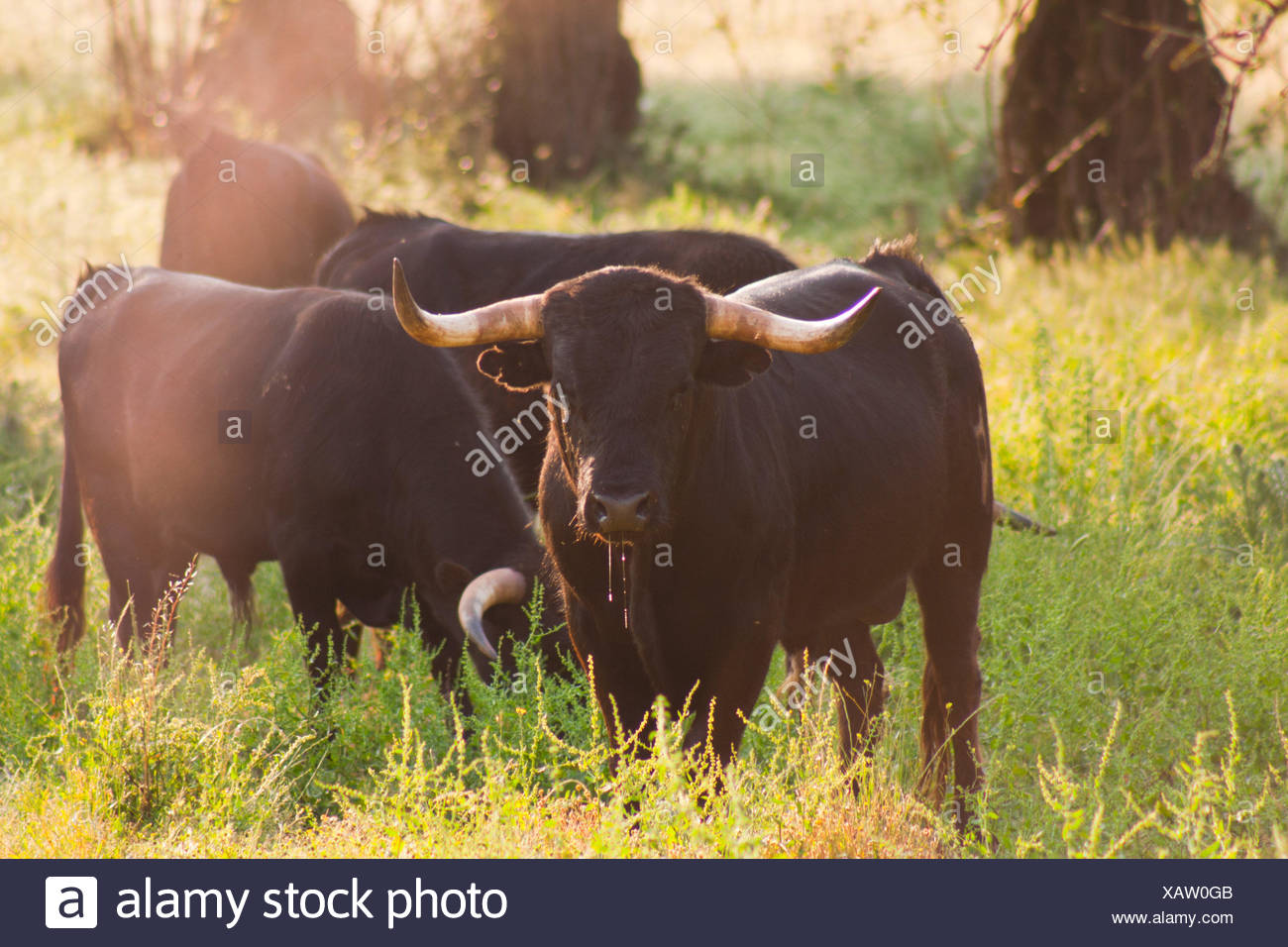 Spanish Fighting Cattle High Resolution Stock Photography and Images ...