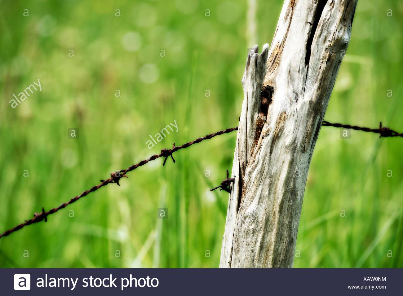 Barber Wire High Resolution Stock Photography and Images - Alamy