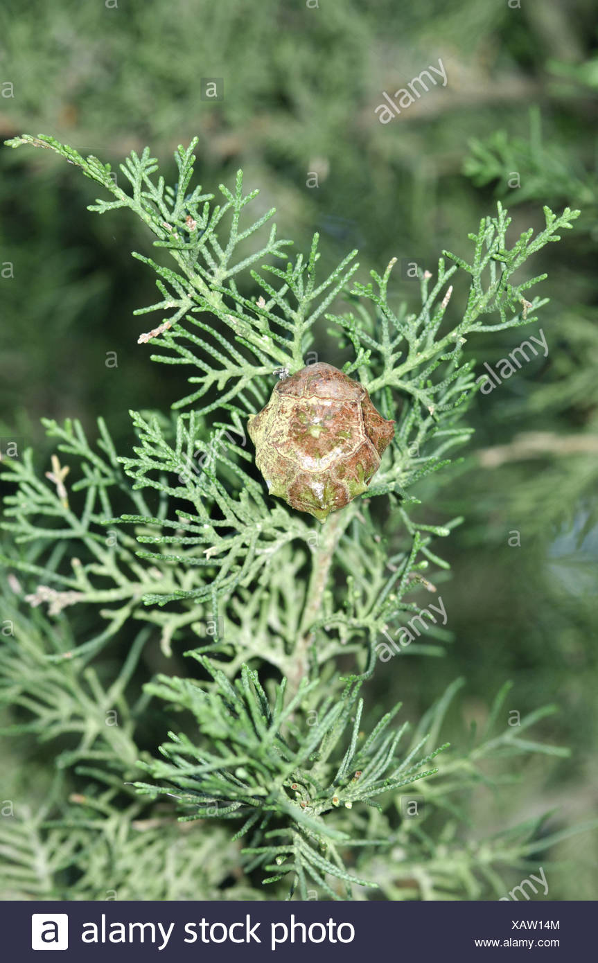 Cupressus Sempervirens Italian Cypress Cones High Resolution Stock ...