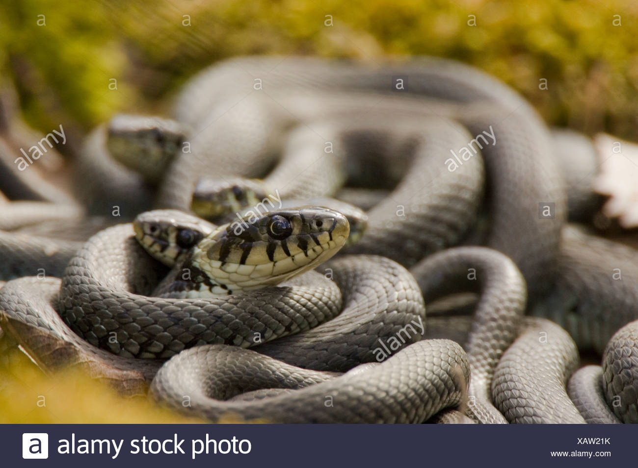 Snake Mating High Resolution Stock Photography and Images - Alamy