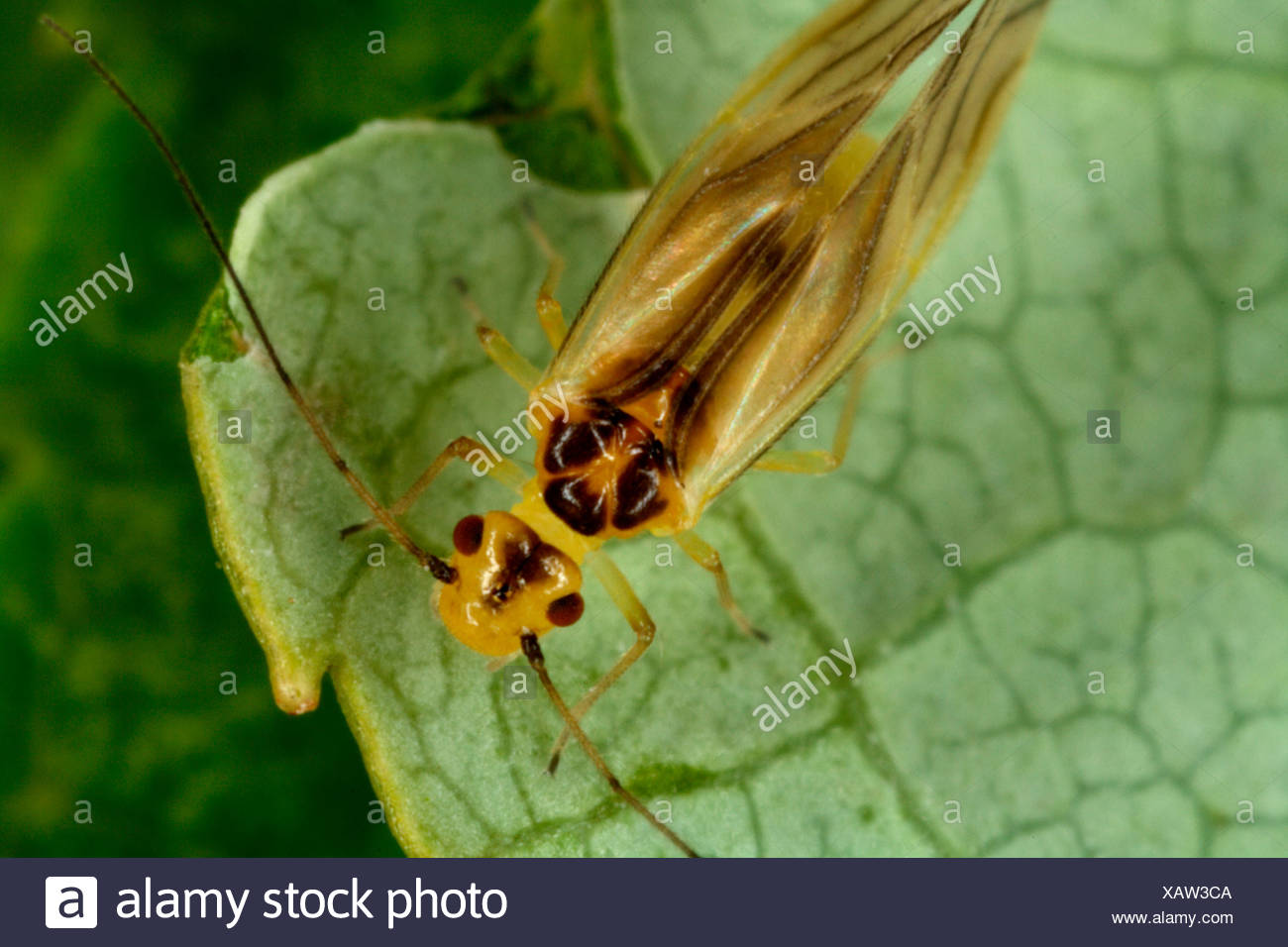 Psocoptera High Resolution Stock Photography and Images - Alamy