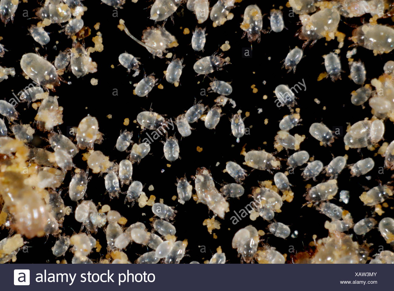 Acarus Siro High Resolution Stock Photography and Images - Alamy