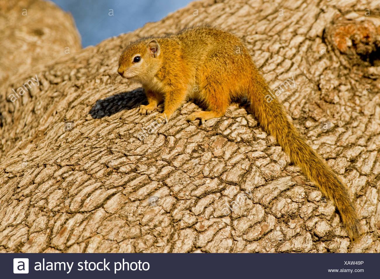 African Tree High Resolution Stock Photography and Images - Alamy