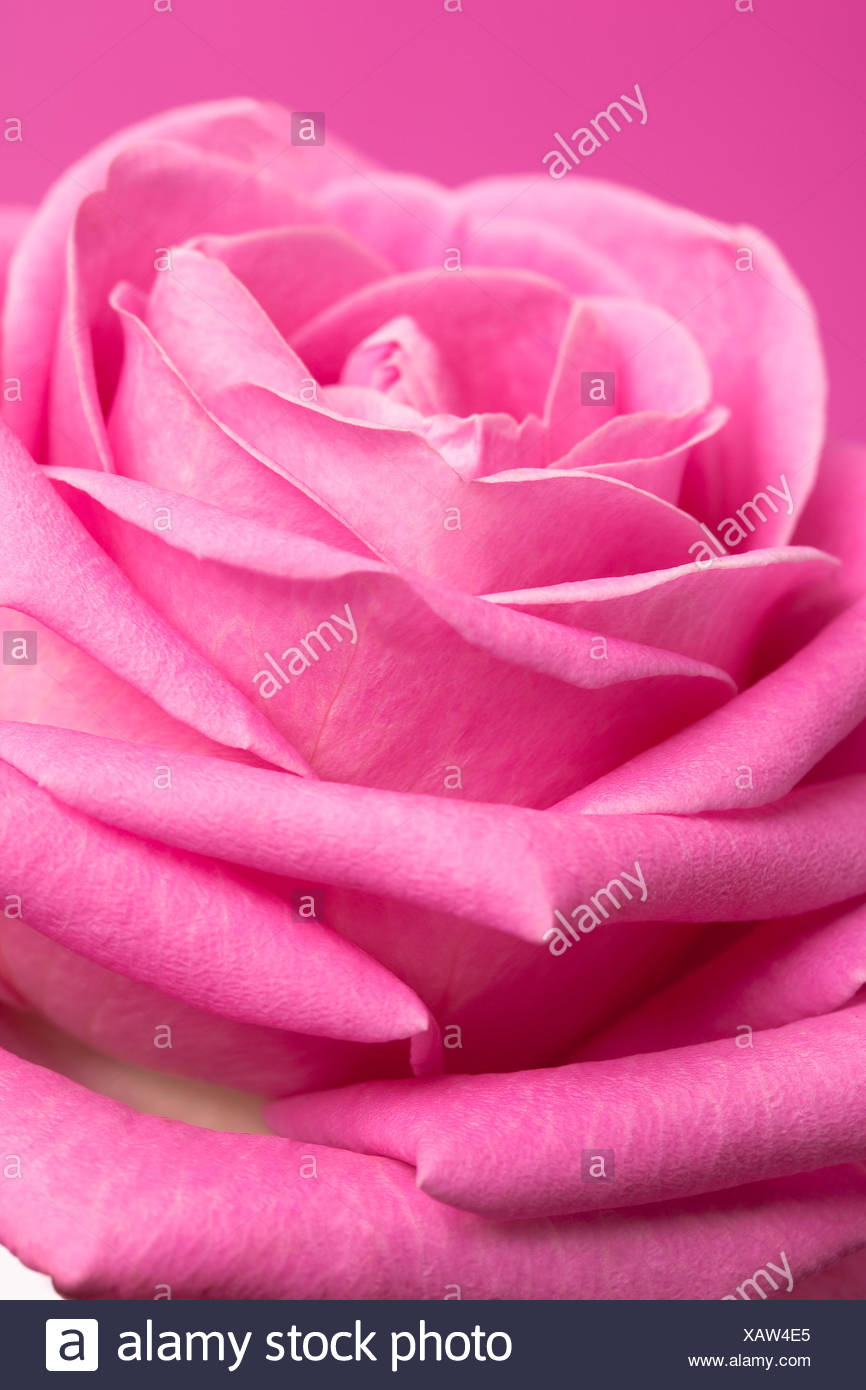 Magenta Rose Stock Photos & Magenta Rose Stock Images - Alamy