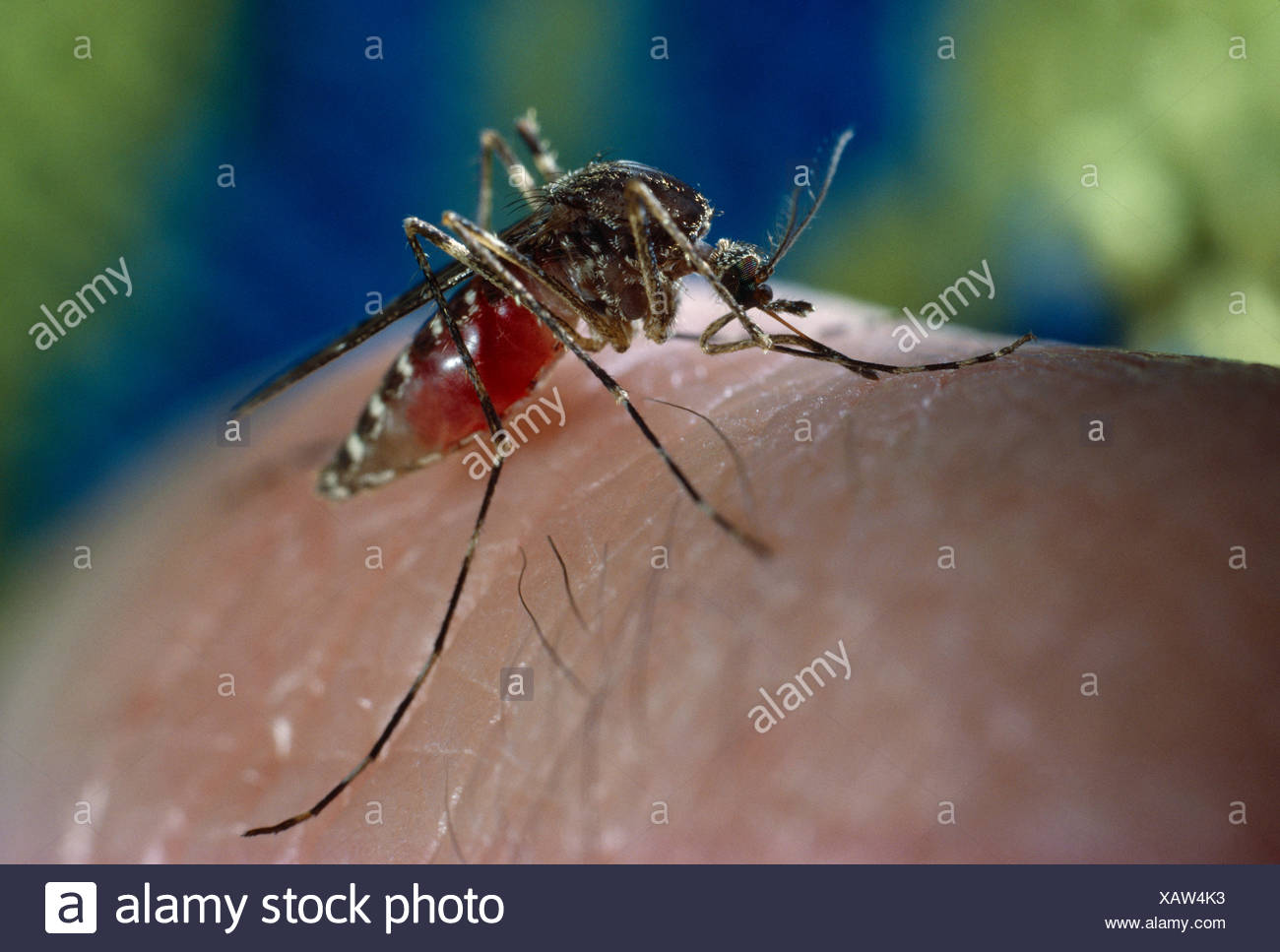 Blood Feeding Insects Stock Photos & Blood Feeding Insects Stock Images ...