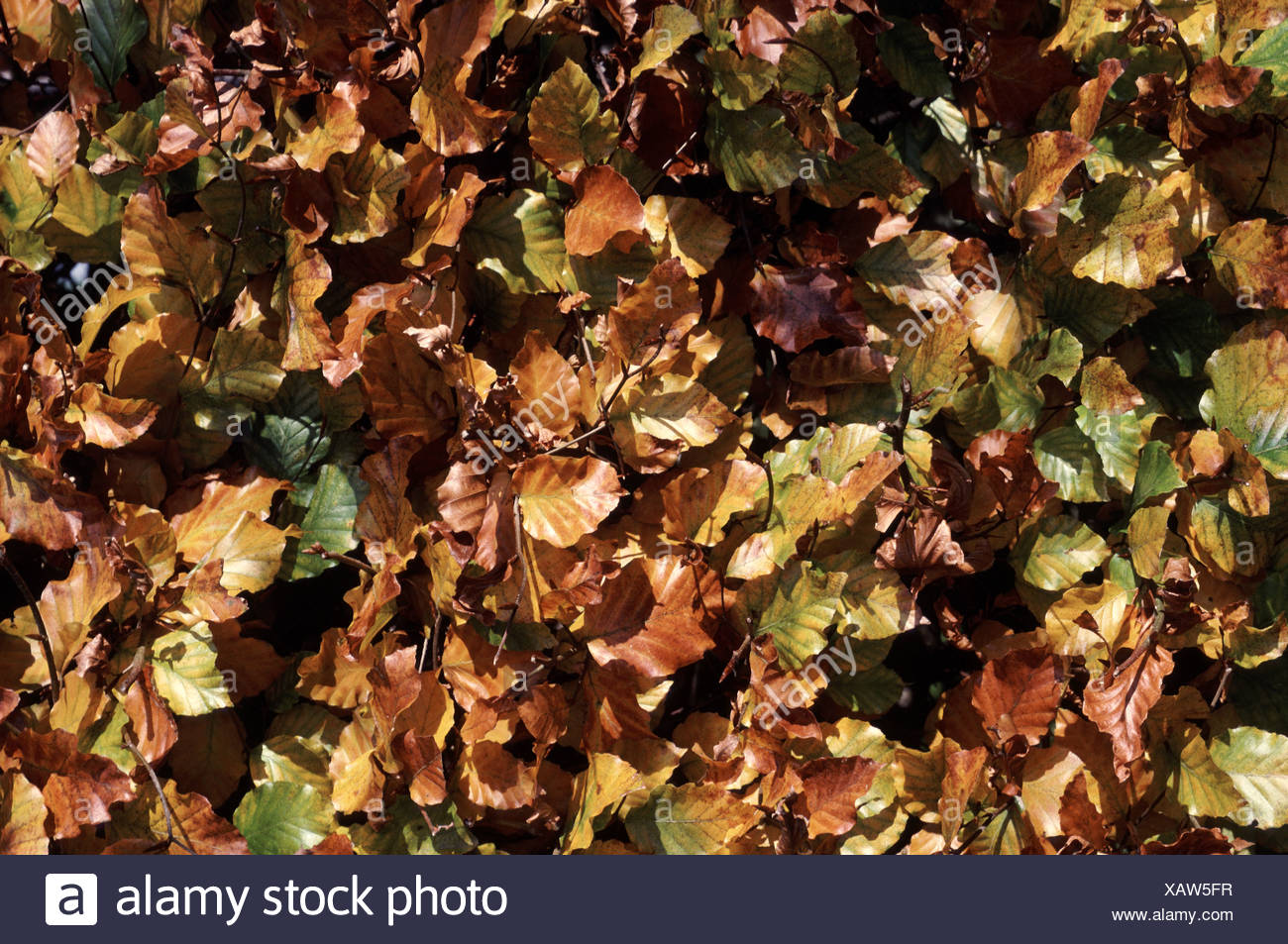 Brown Leaves On Hedge High Resolution Stock Photography and Images - Alamy