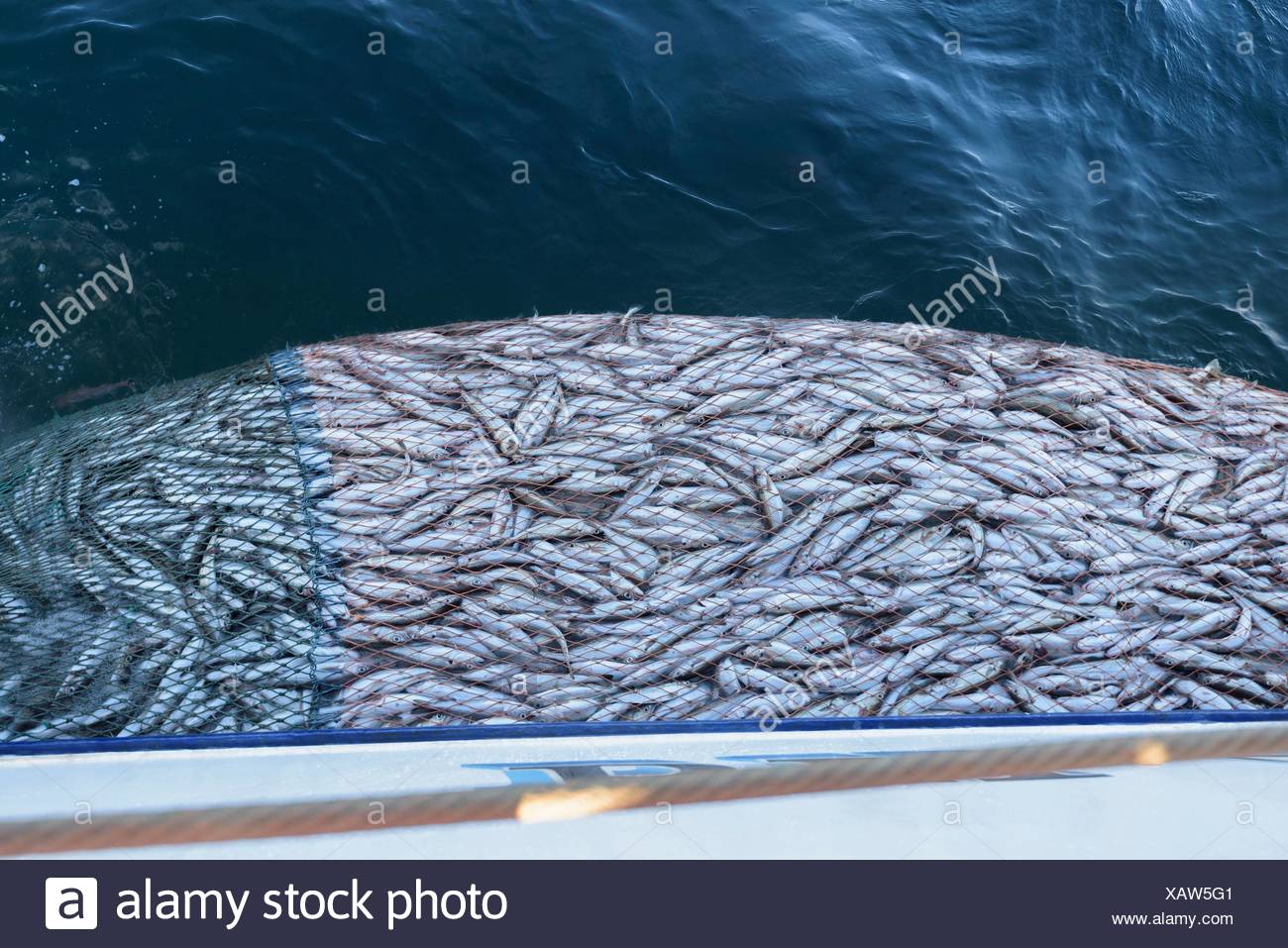 Trawler Net Full Of Fish Stock Photos & Trawler Net Full Of Fish Stock ...