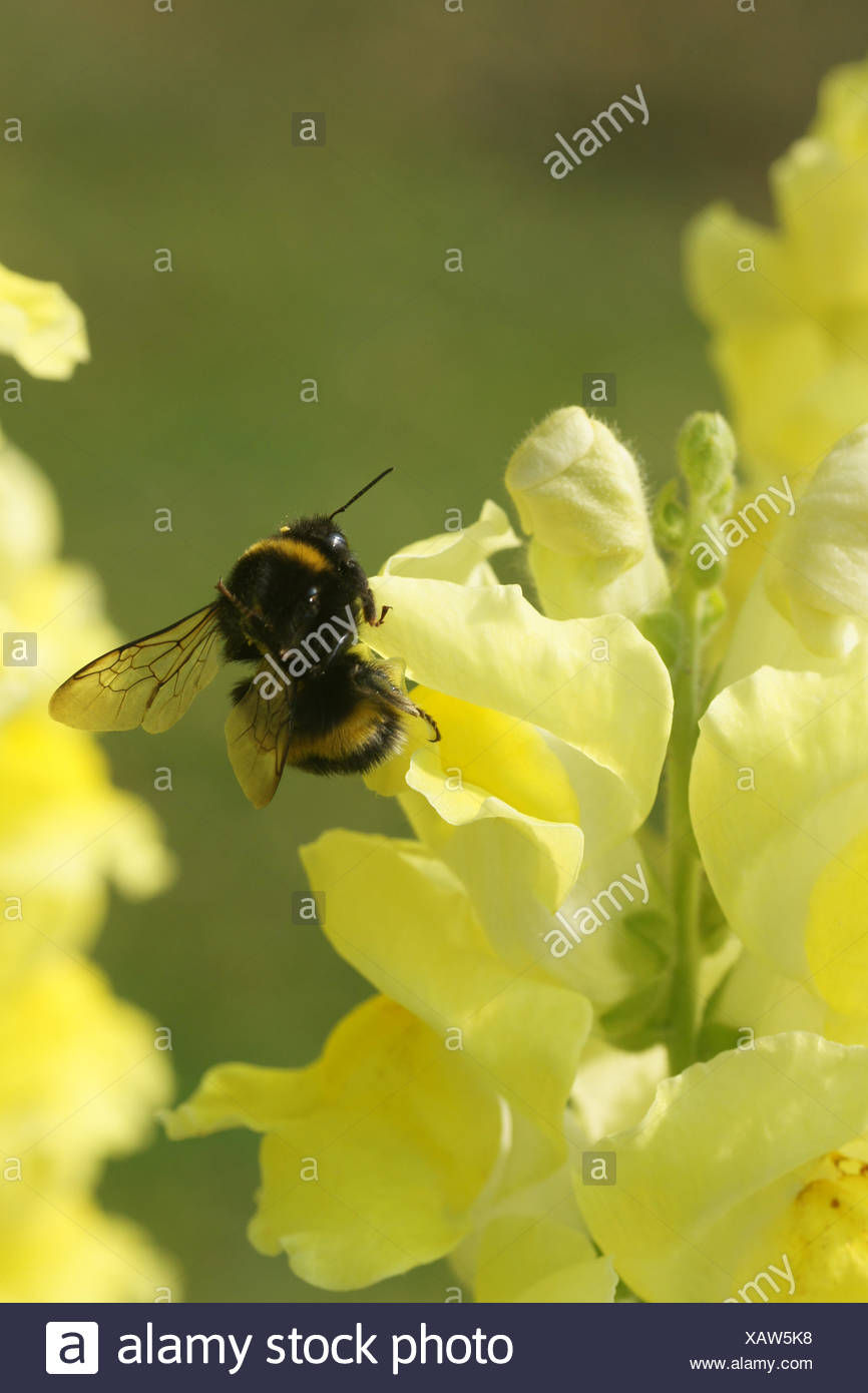 Snapdragon Bee Stock Photos & Snapdragon Bee Stock Images - Alamy