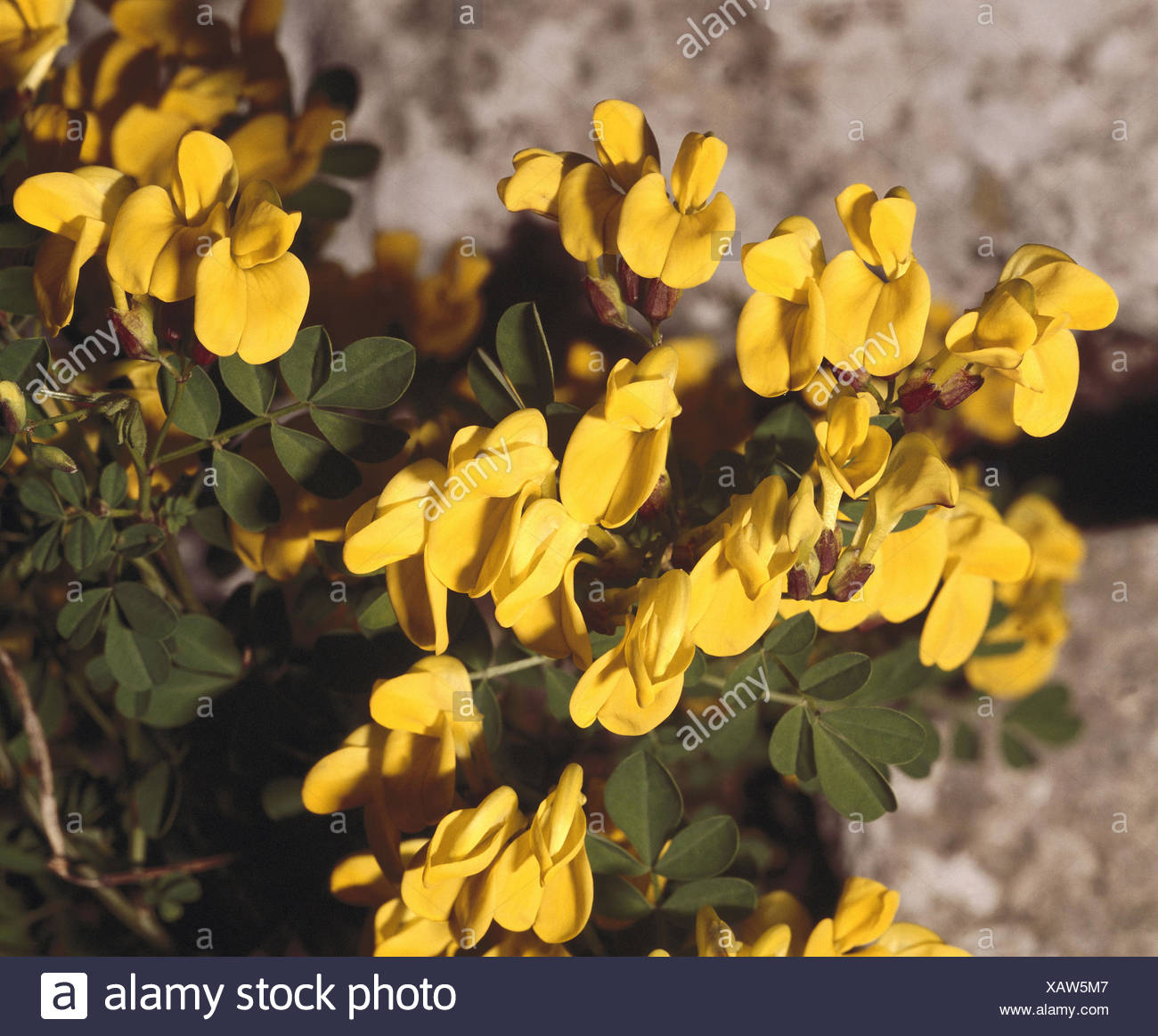 Emerus High Resolution Stock Photography and Images - Alamy