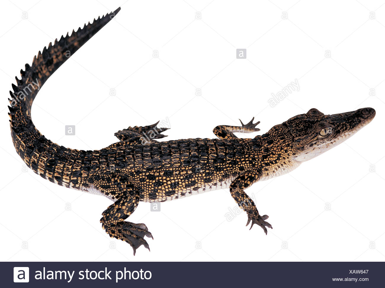 Creeping Things High Resolution Stock Photography and Images - Alamy