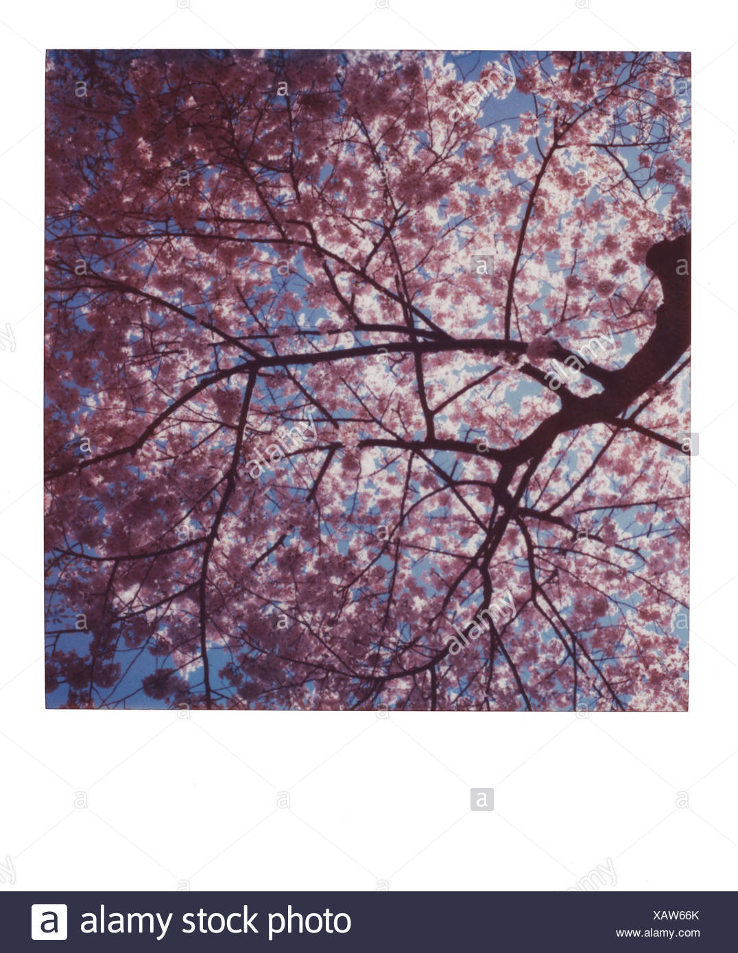 Bourgeonner Stock Photos & Bourgeonner Stock Images - Alamy