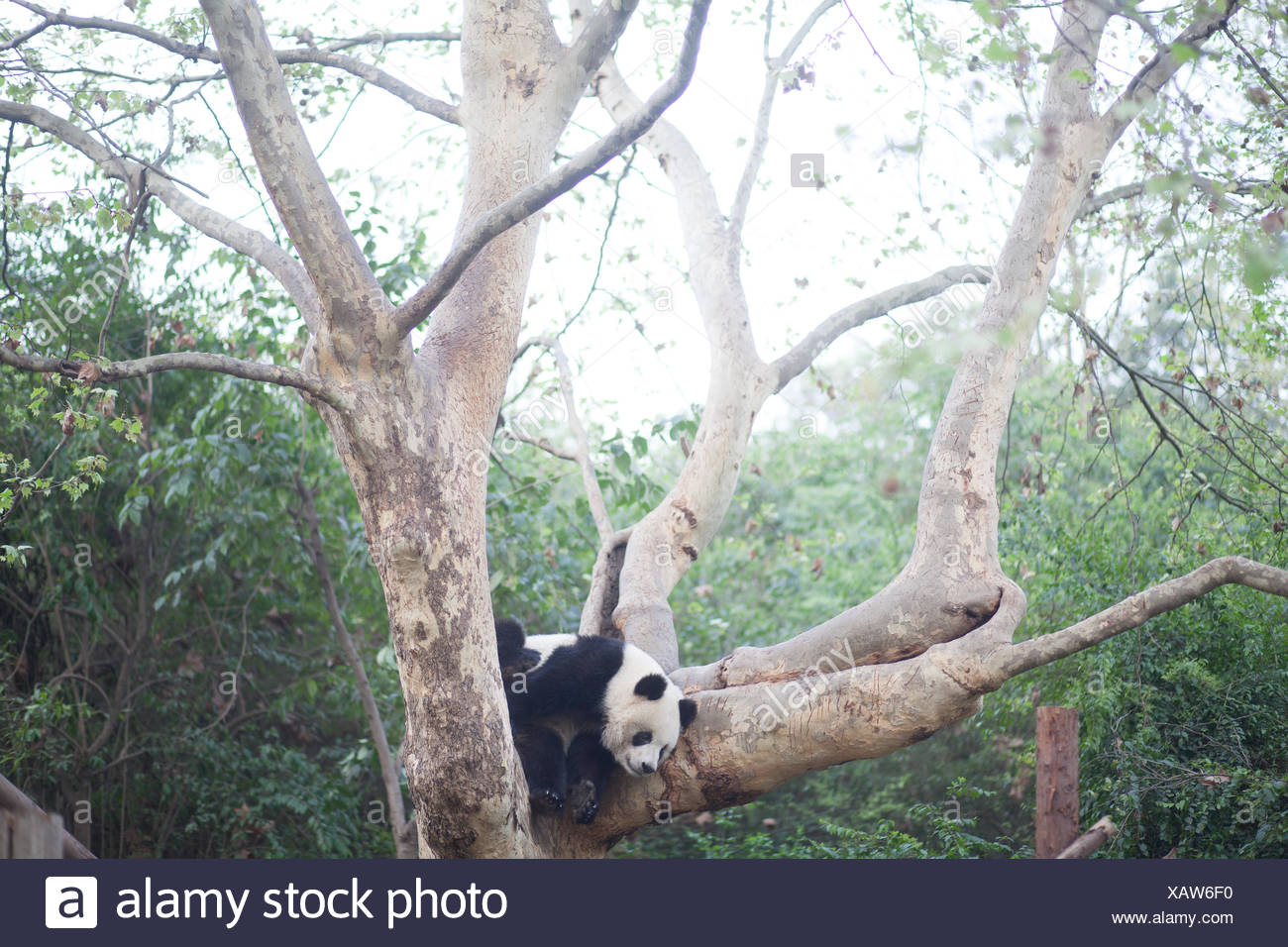 Wild Panda Tree High Resolution Stock Photography and Images - Alamy