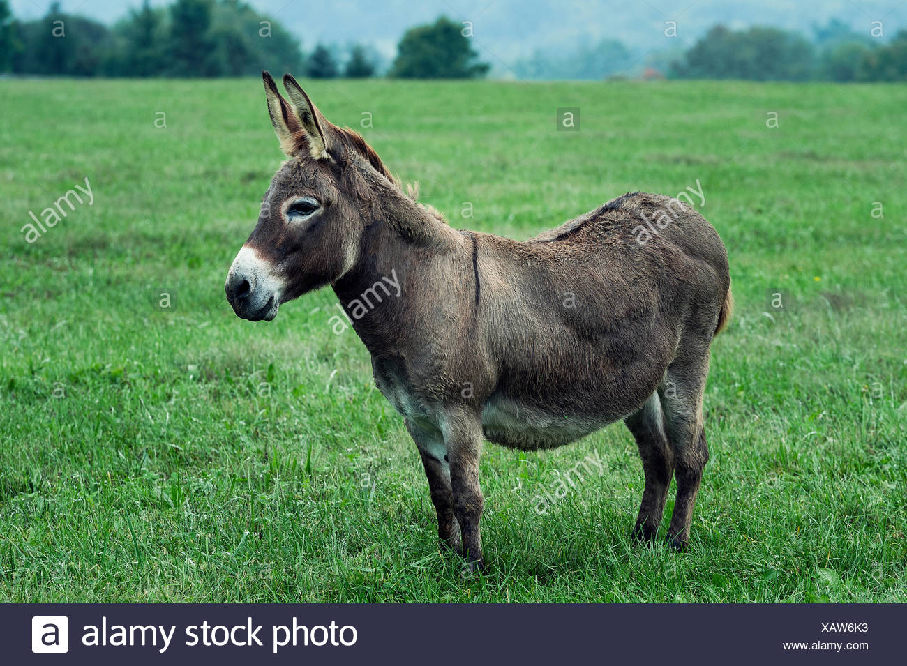 Donkey Mule High Resolution Stock Photography and Images - Alamy
