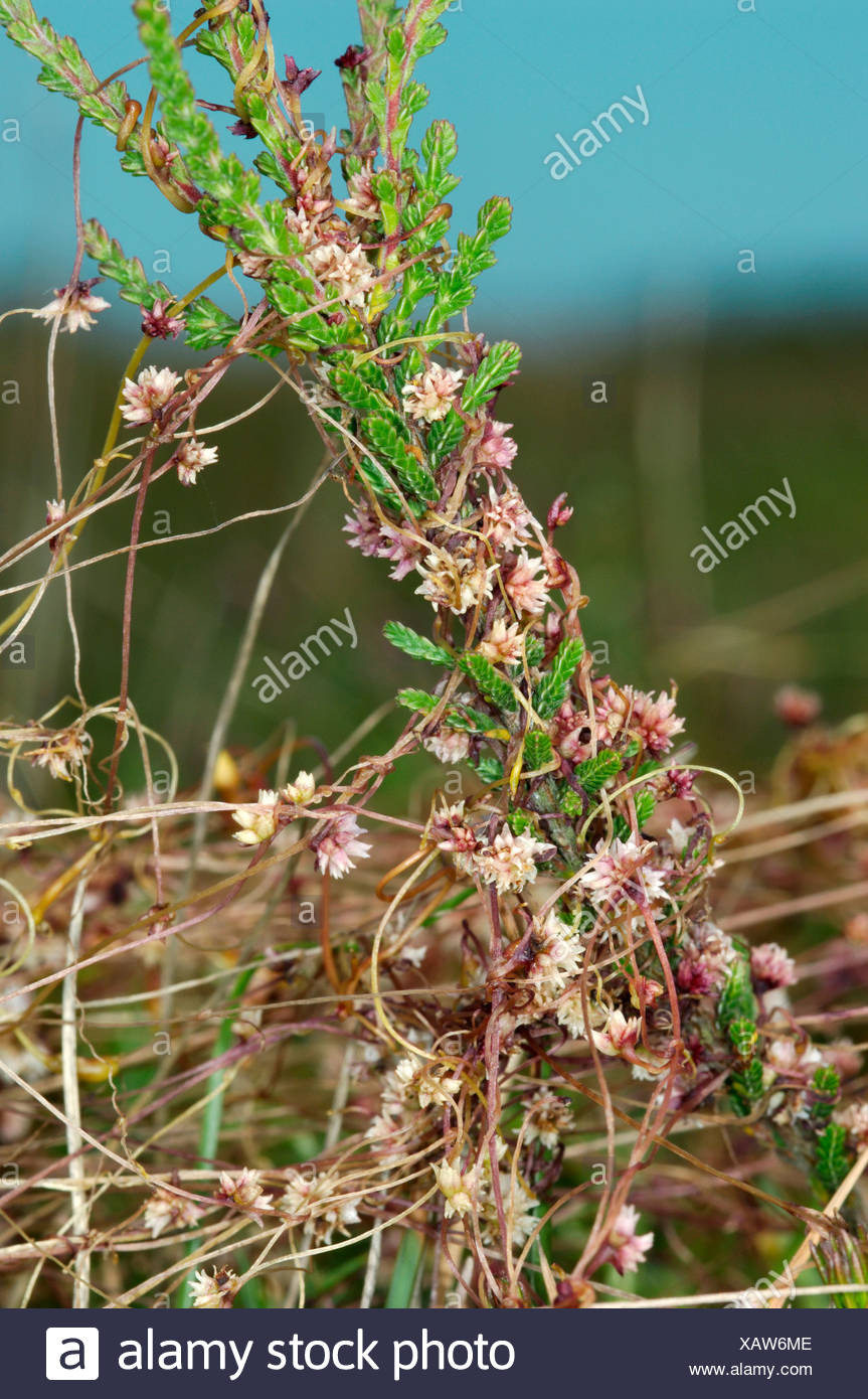 Parasitic Parasite Plant Cuscuta Epithymum High Resolution Stock ...