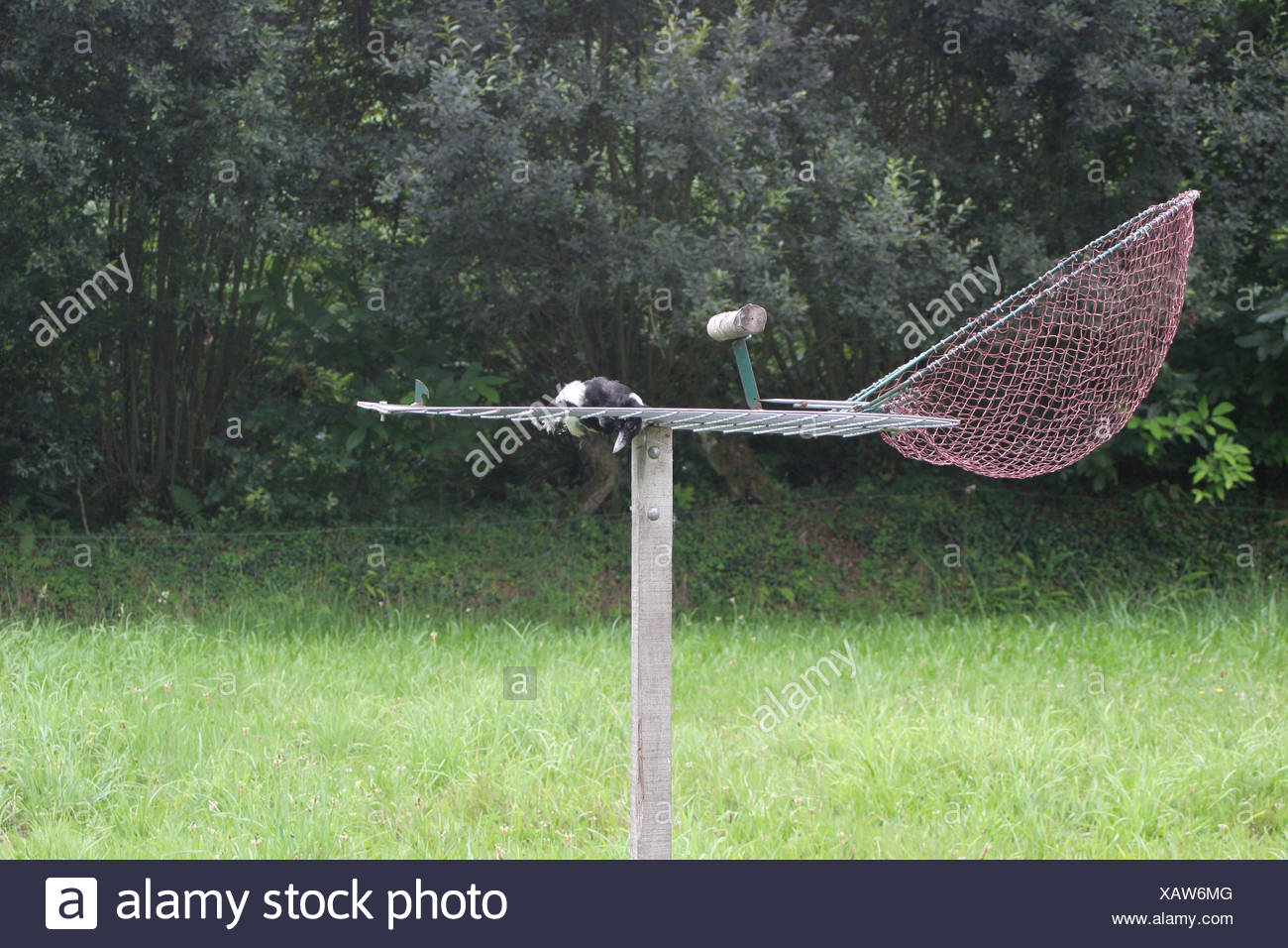 Magpie Trap High Resolution Stock Photography and Images - Alamy