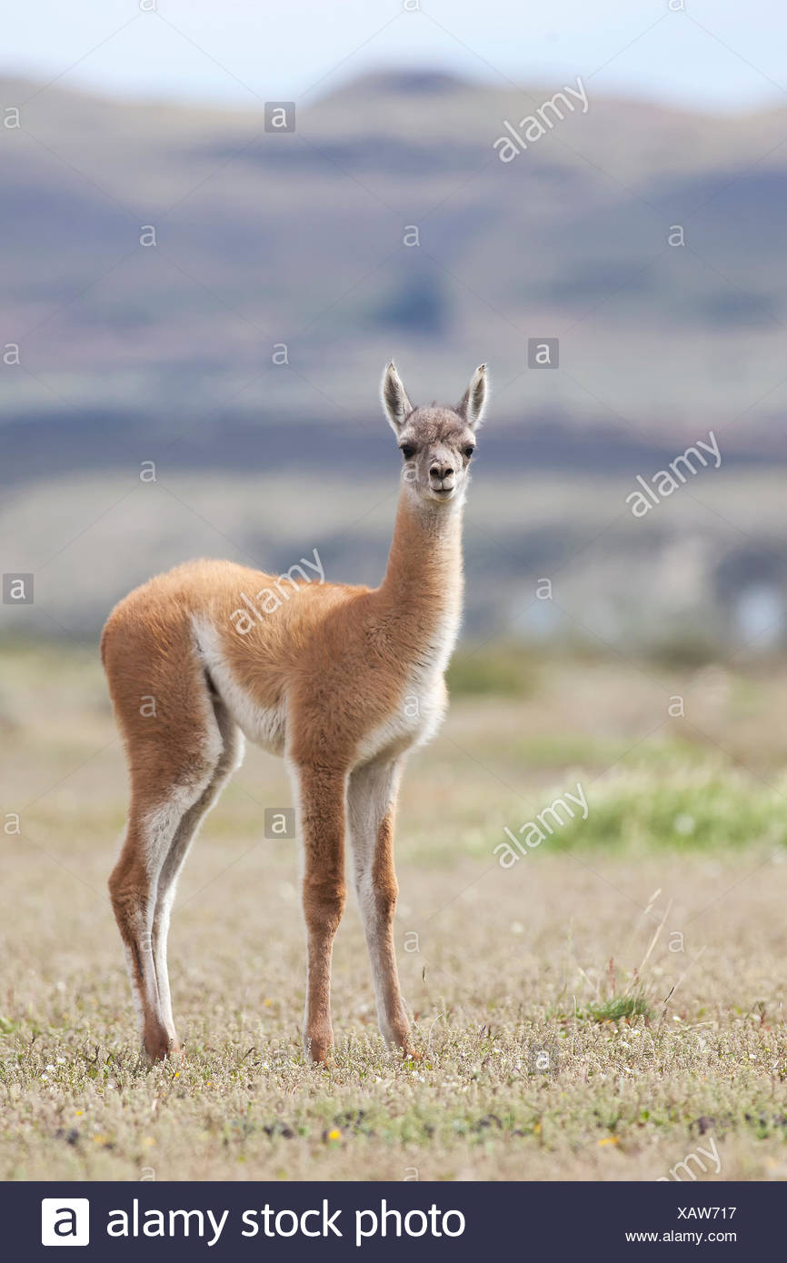 Baby Guanaco High Resolution Stock Photography and Images - Alamy