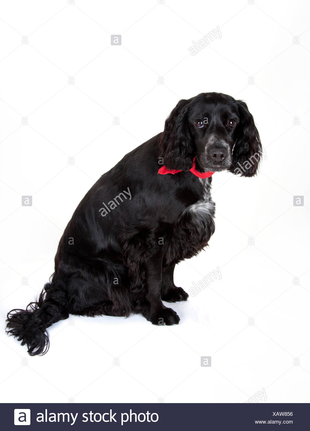 Black English Cocker Spaniel High Resolution Stock Photography and ...