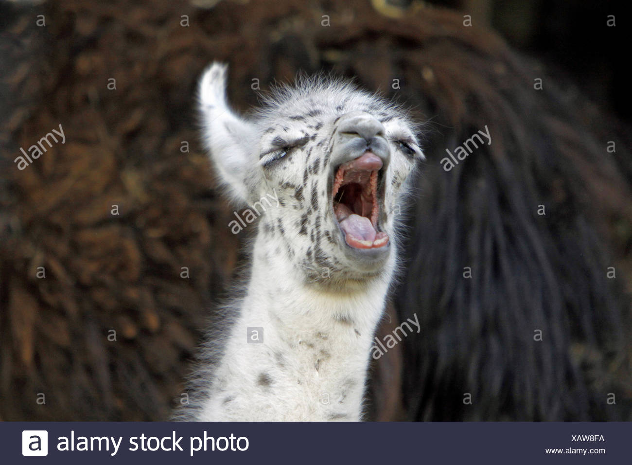 Llama Baby High Resolution Stock Photography And Images Alamy