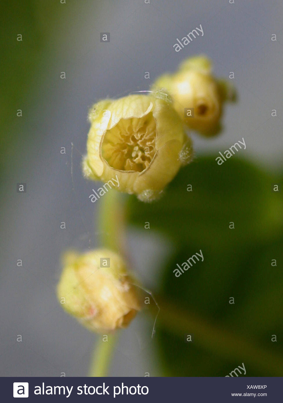 Aristotelia Chilensis High Resolution Stock Photography and Images - Alamy
