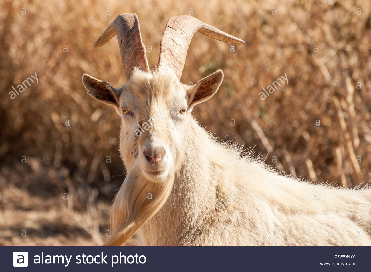 Mad Goat High Resolution Stock Photography and Images - Alamy