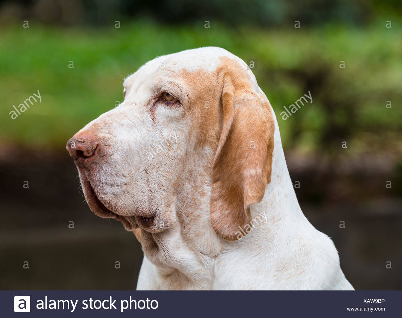 Italian Hunting Dog Stock Photos & Italian Hunting Dog Stock Images - Alamy