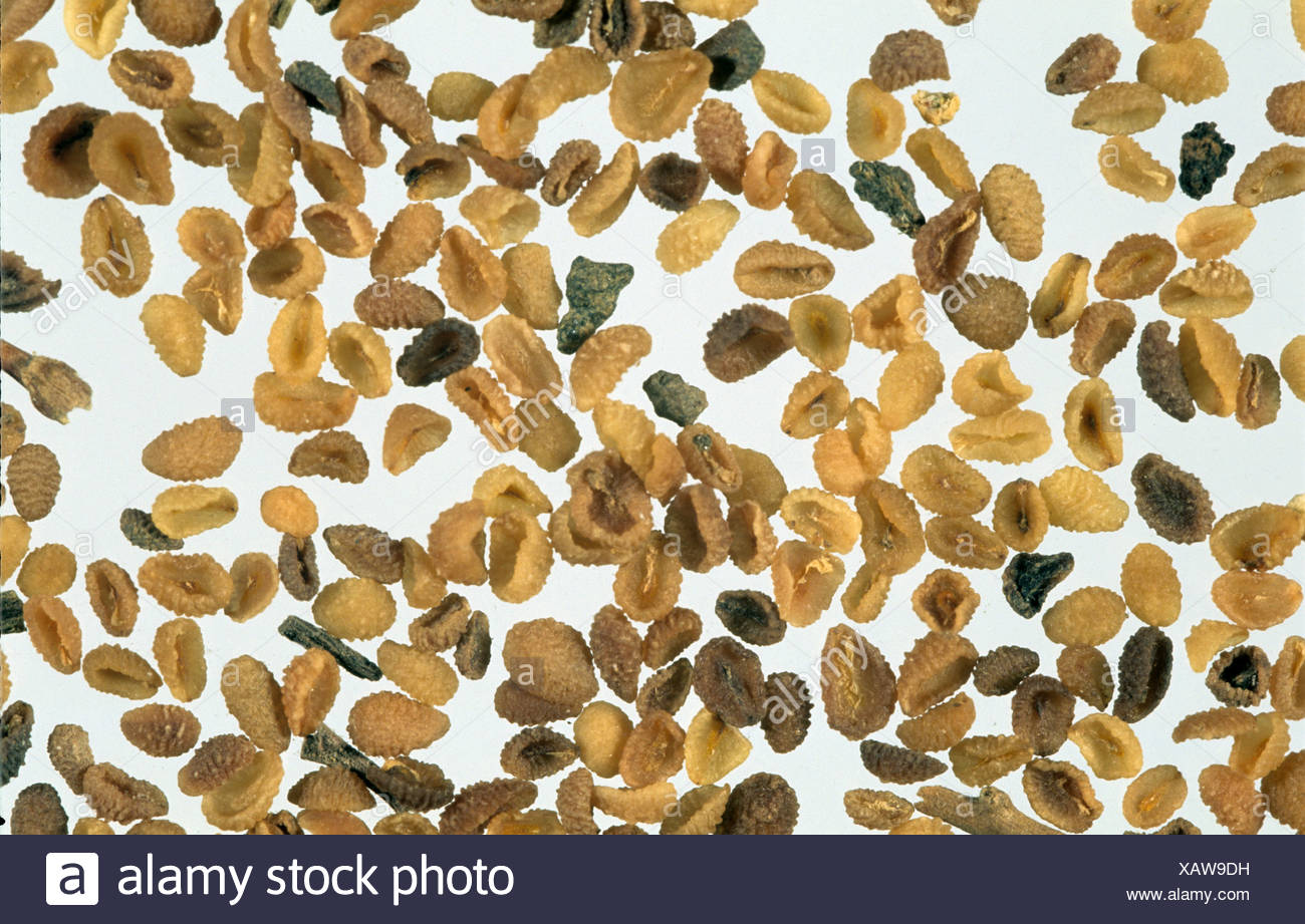 Veronica Persica High Resolution Stock Photography and Images - Alamy