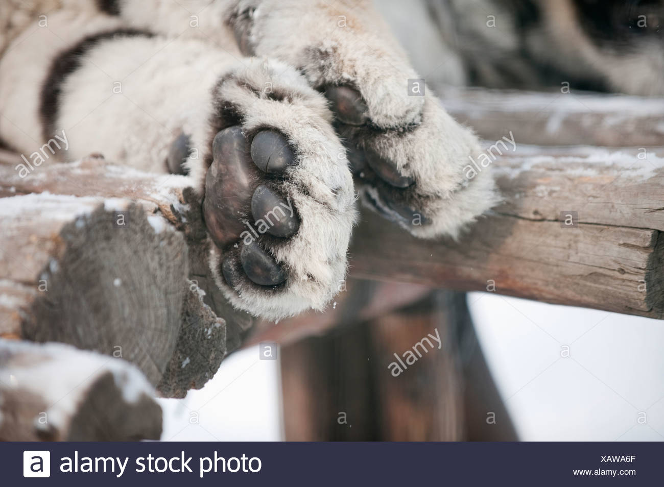 Tiger Paws Stock Photos & Tiger Paws Stock Images - Alamy
