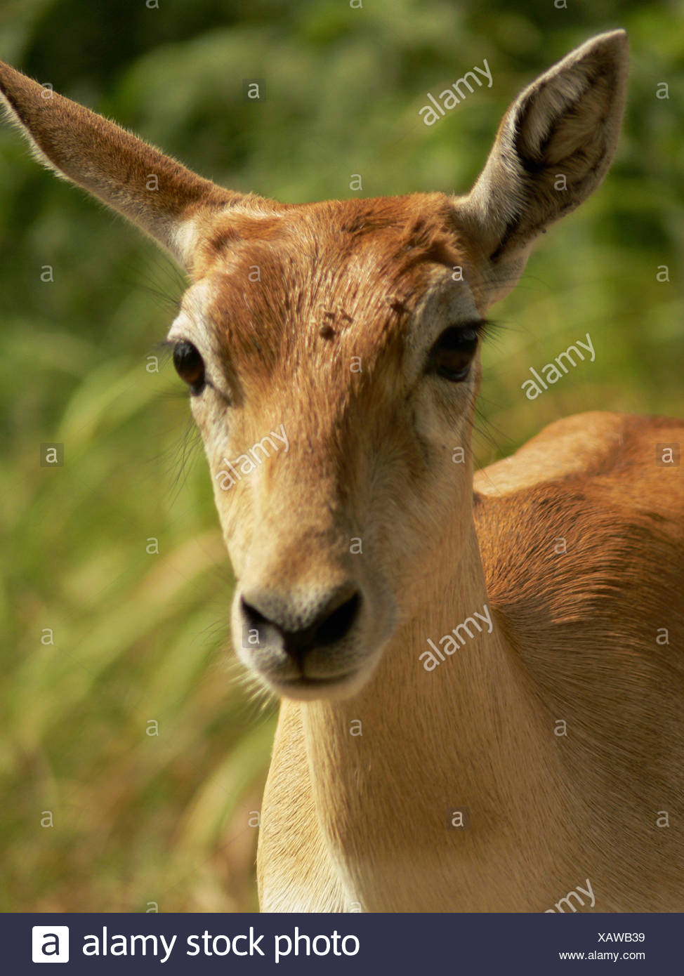 Blackbuck Antilope Cervicapra Female High Resolution Stock Photography ...