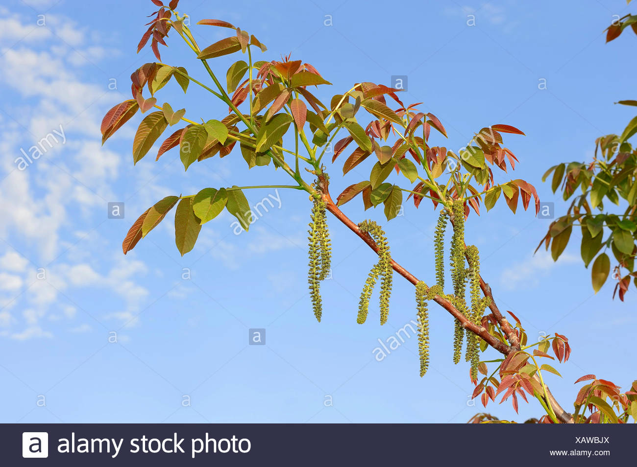 Walnut Tree Catkins Juglans Regia High Resolution Stock Photography and ...