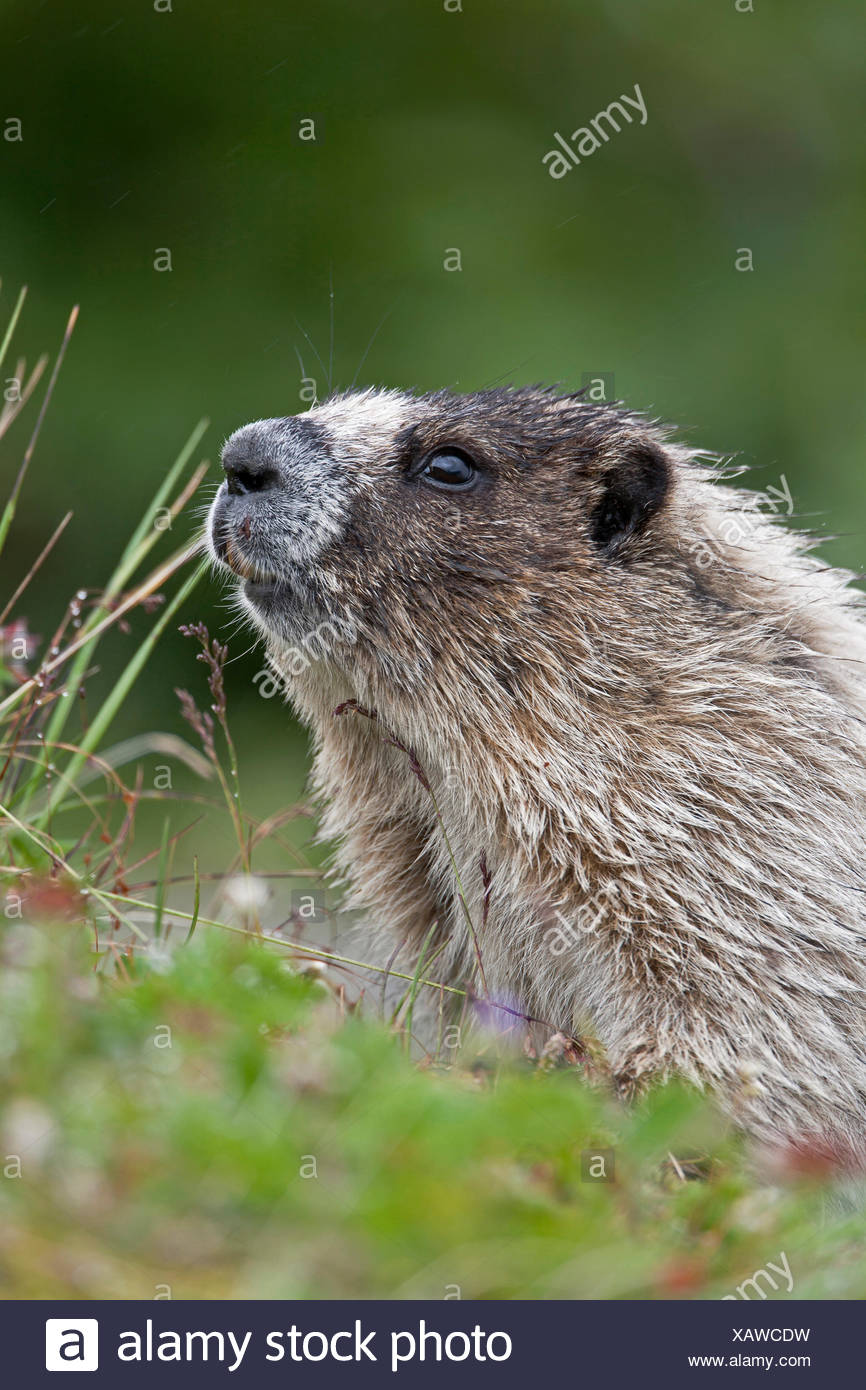 Hoary Head High Resolution Stock Photography and Images - Alamy