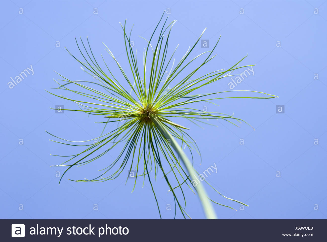 Papyrus Sedges High Resolution Stock Photography and Images - Alamy