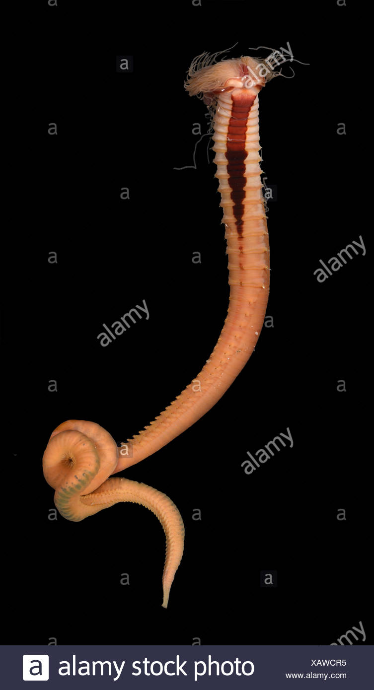 Marine Polychaete Worms High Resolution Stock Photography and Images ...