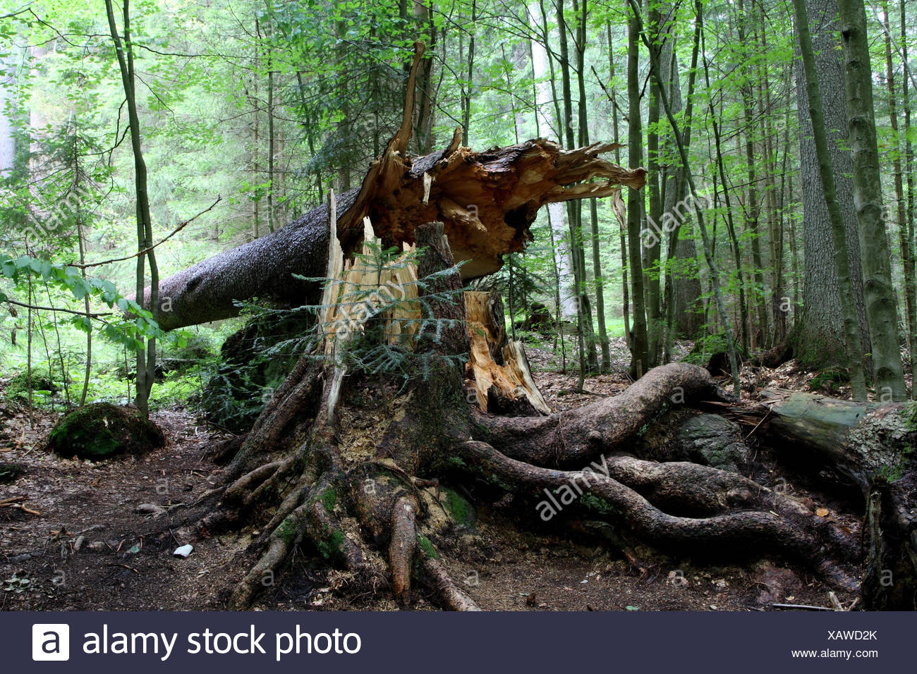 Wind Fallen Wood High Resolution Stock Photography and Images - Alamy