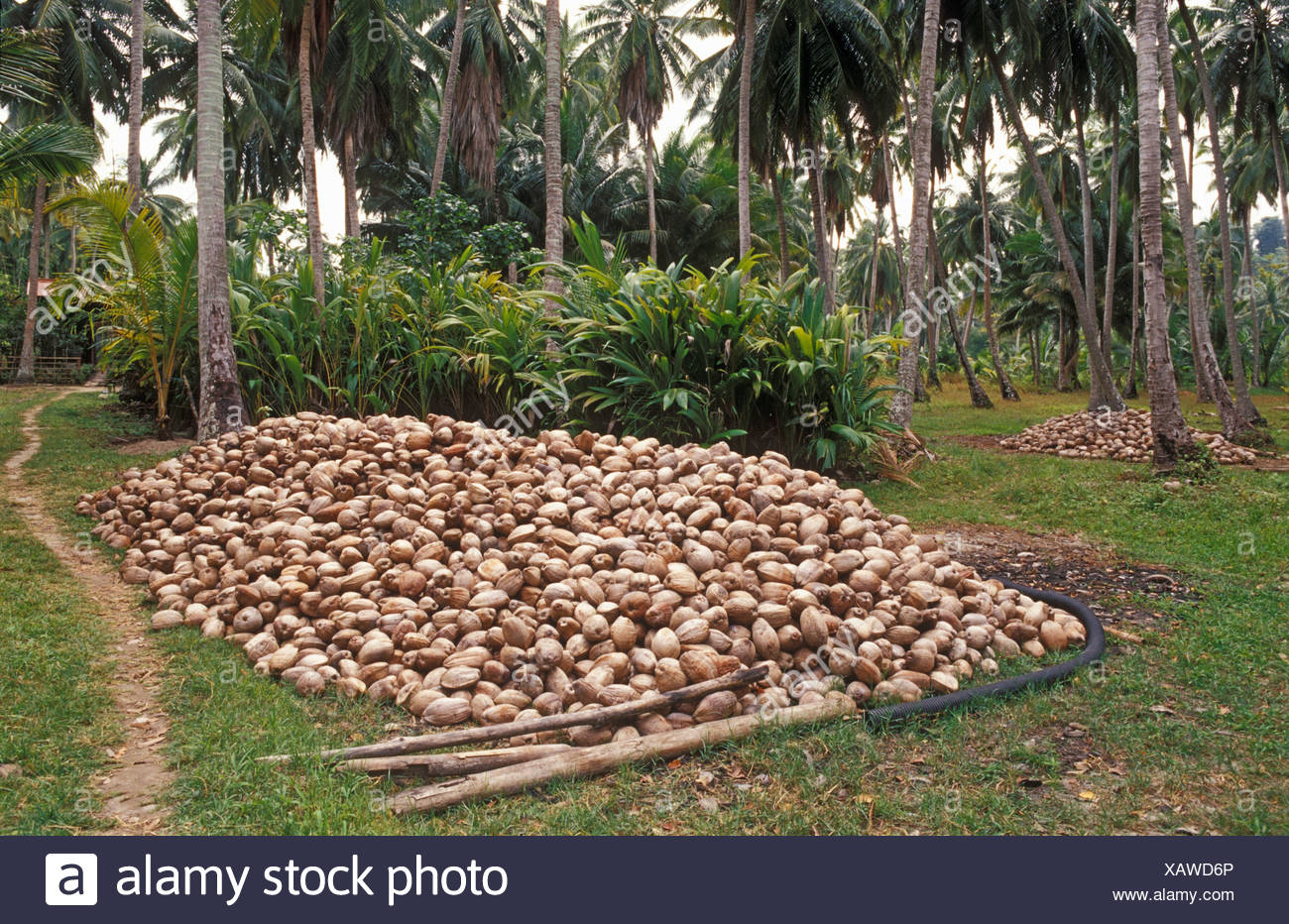 Coconut Plantation Kerala Stock Photos & Coconut Plantation Kerala ...