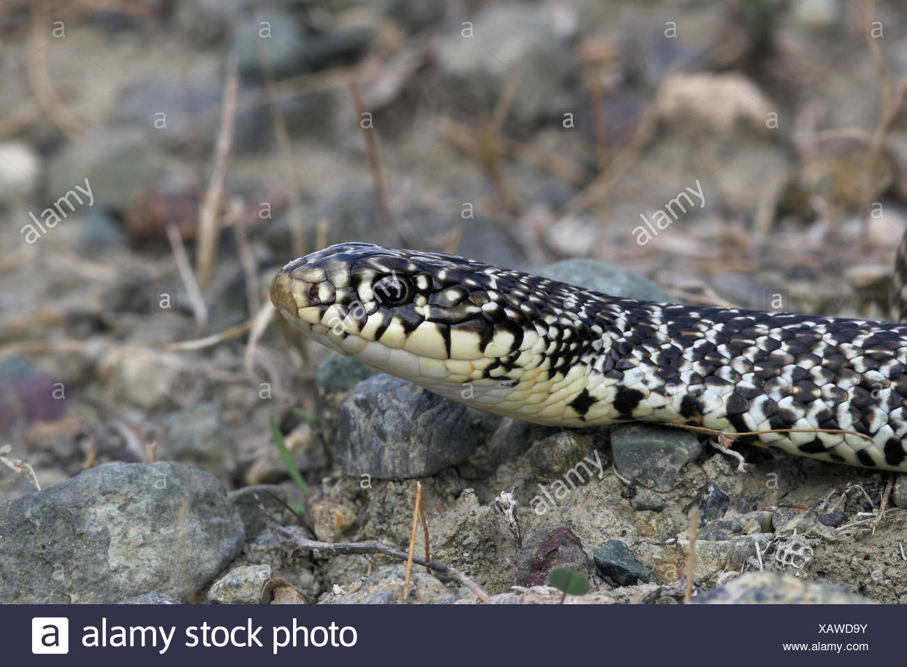 Balkan Whip Snake Coluber Gemonensis High Resolution Stock Photography ...
