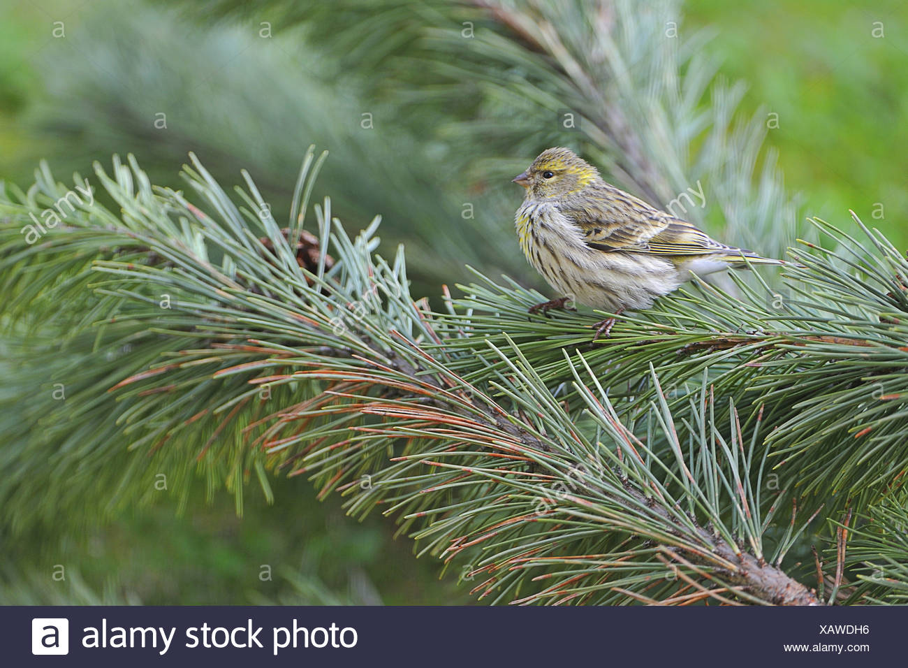 Female Serin High Resolution Stock Photography and Images - Alamy