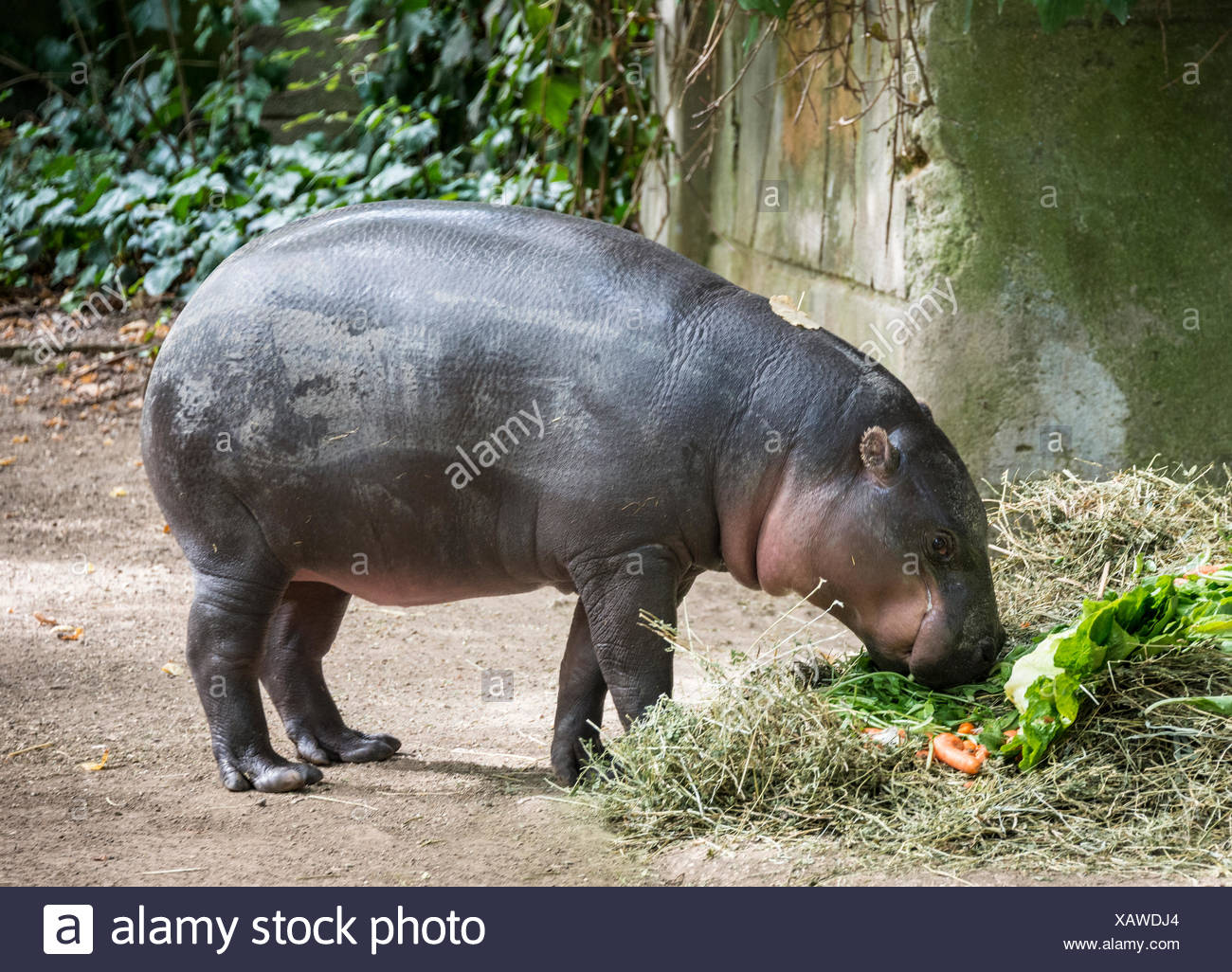 Choeropsis Liberiensis Or Hexaprotodon Liberiensis High Resolution ...
