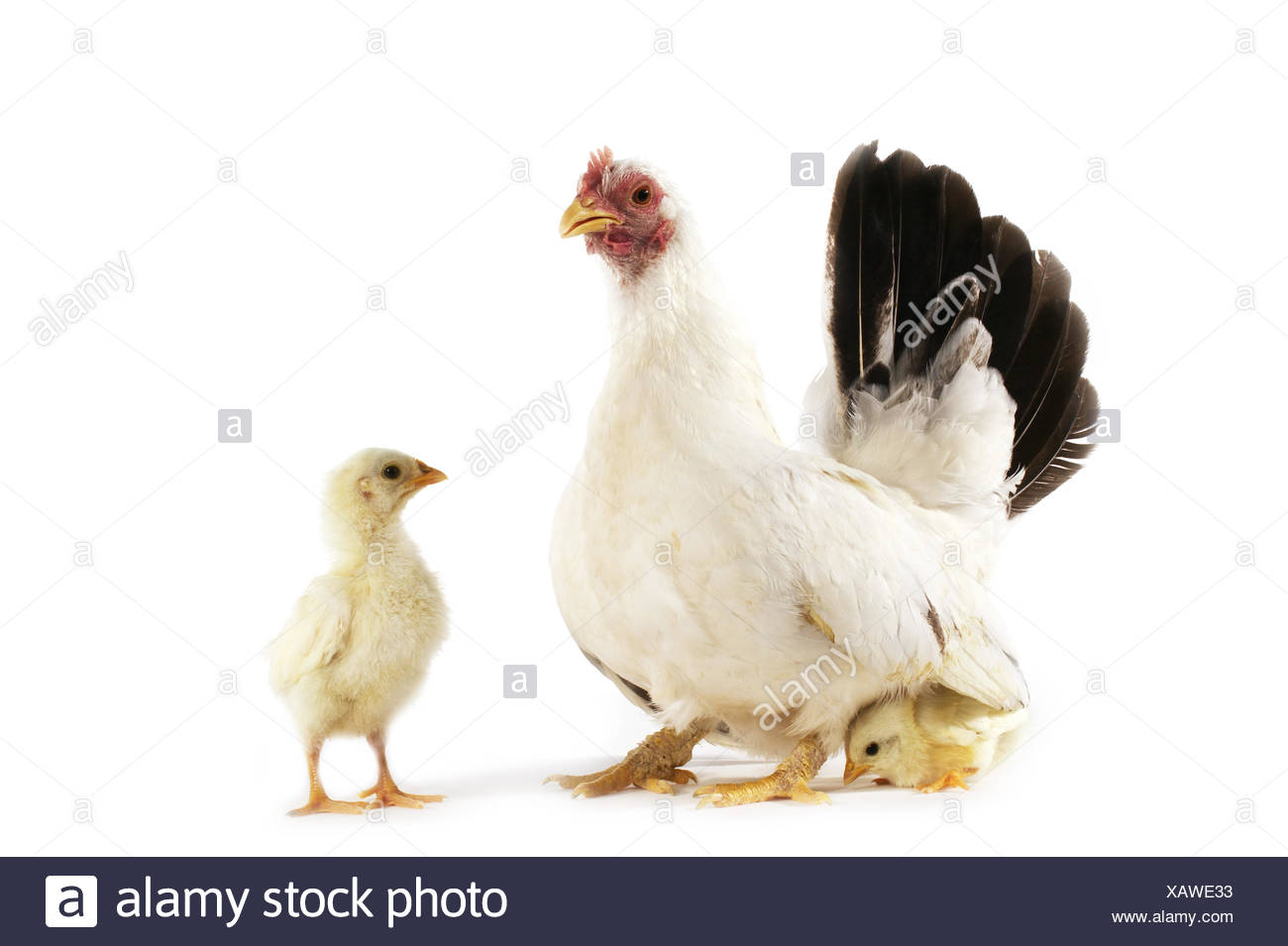Japanese Bantam Stock Photos & Japanese Bantam Stock Images - Alamy