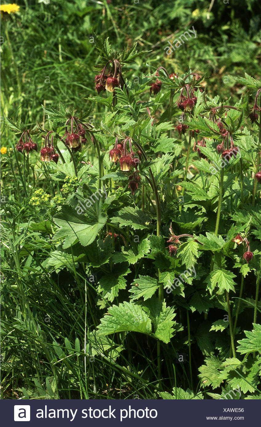 Spiraeoideae Stock Photos & Spiraeoideae Stock Images - Alamy