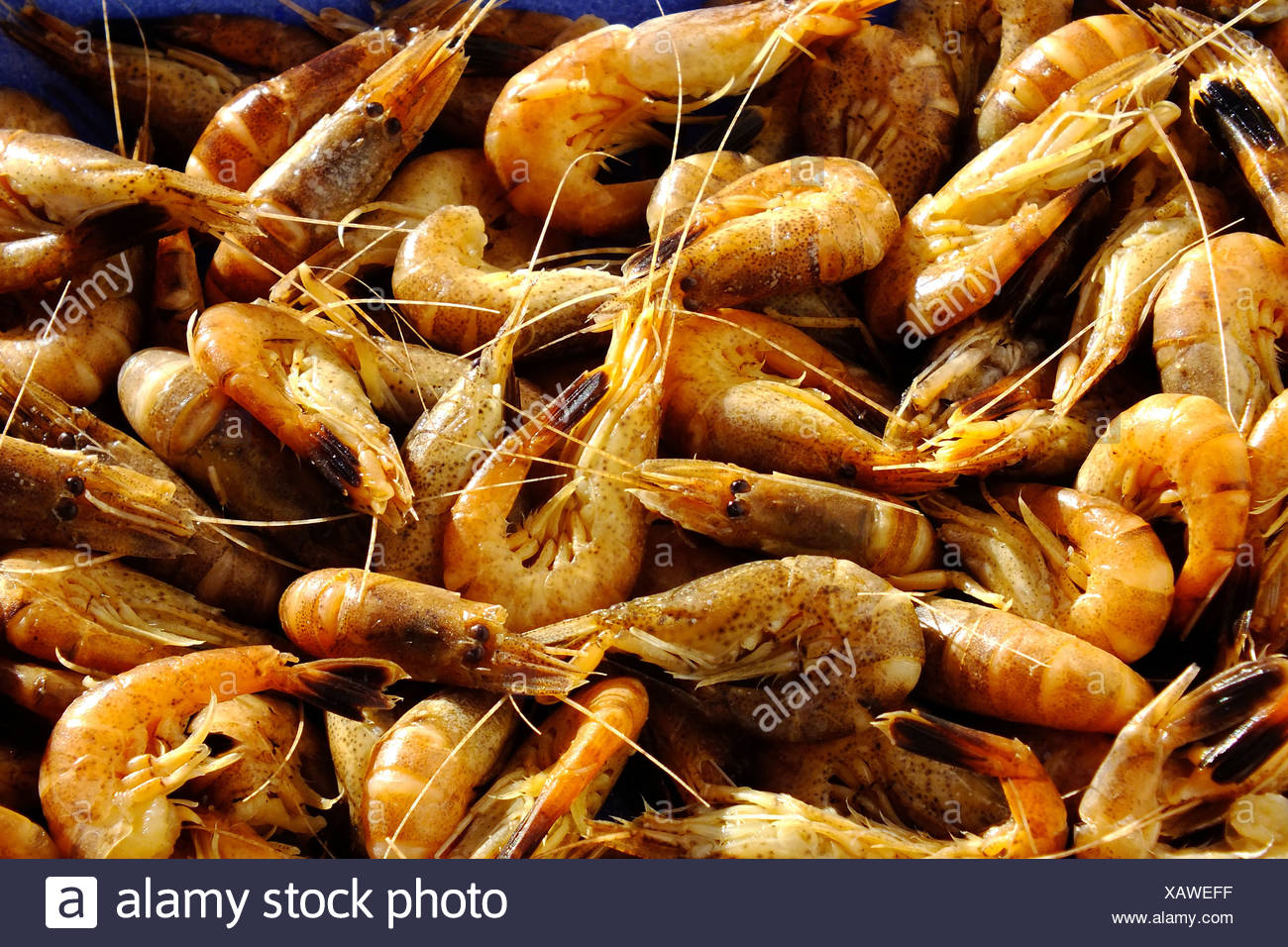 Common Shrimps Stock Photos & Common Shrimps Stock Images - Alamy