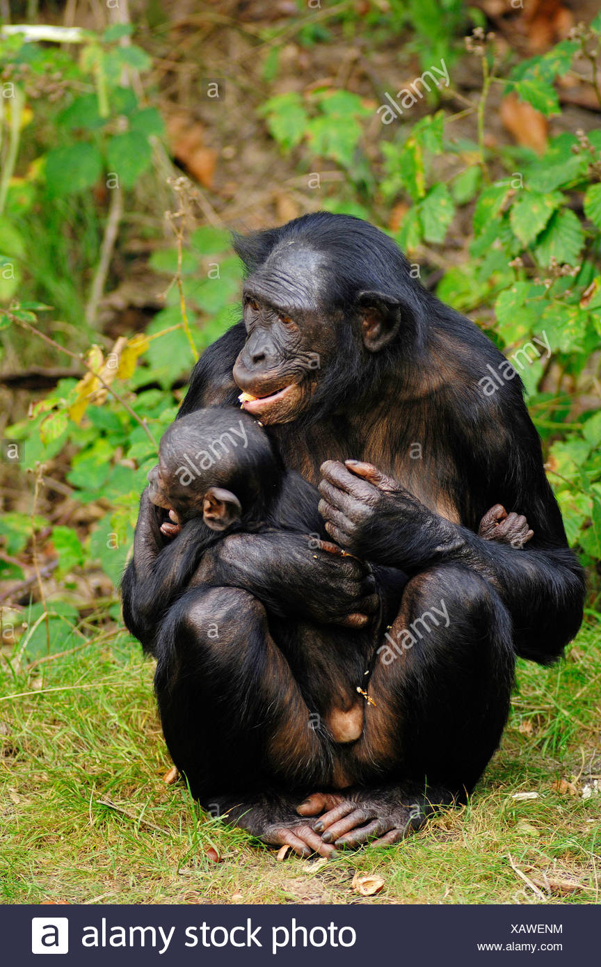 Chimpanze High Resolution Stock Photography and Images - Alamy