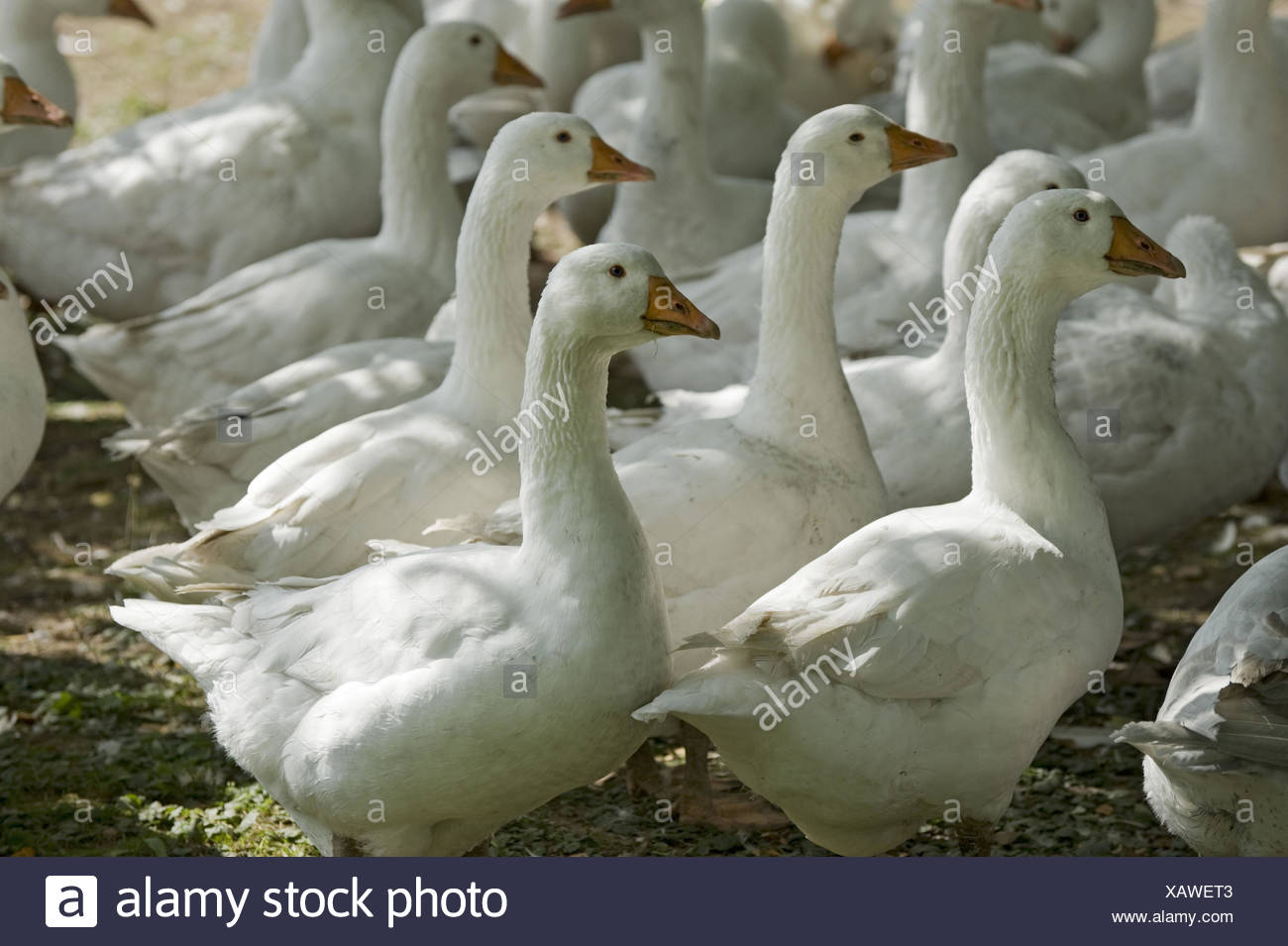 Open Land Position High Resolution Stock Photography and Images - Alamy