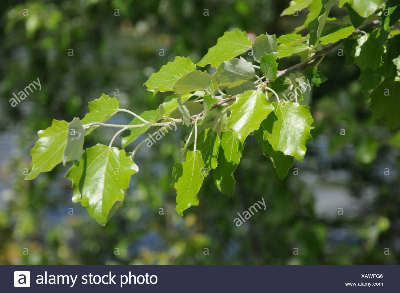 Pappelbaum High Resolution Stock Photography and Images - Alamy