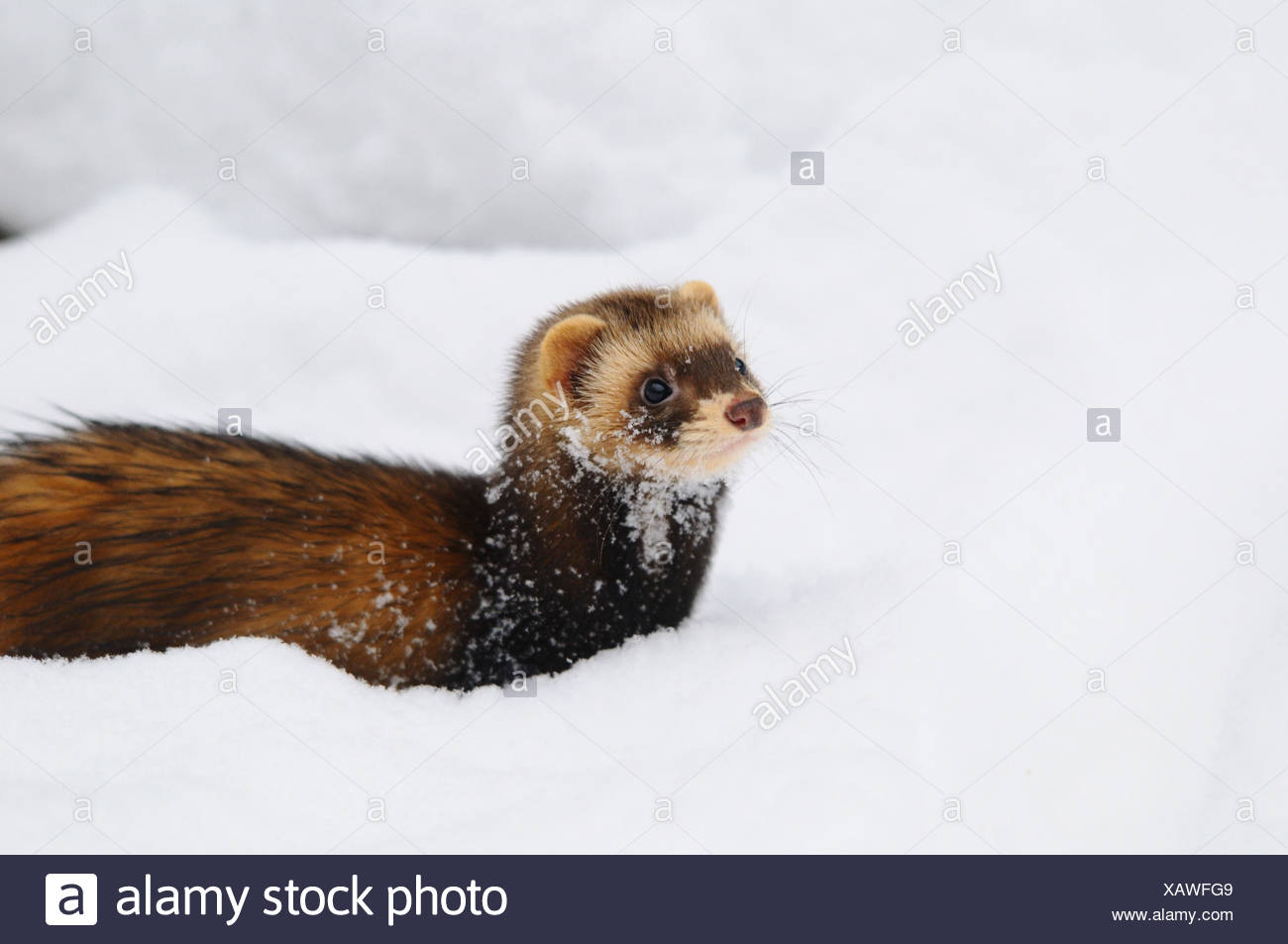European Polecat Winter Stock Photos & European Polecat Winter Stock ...