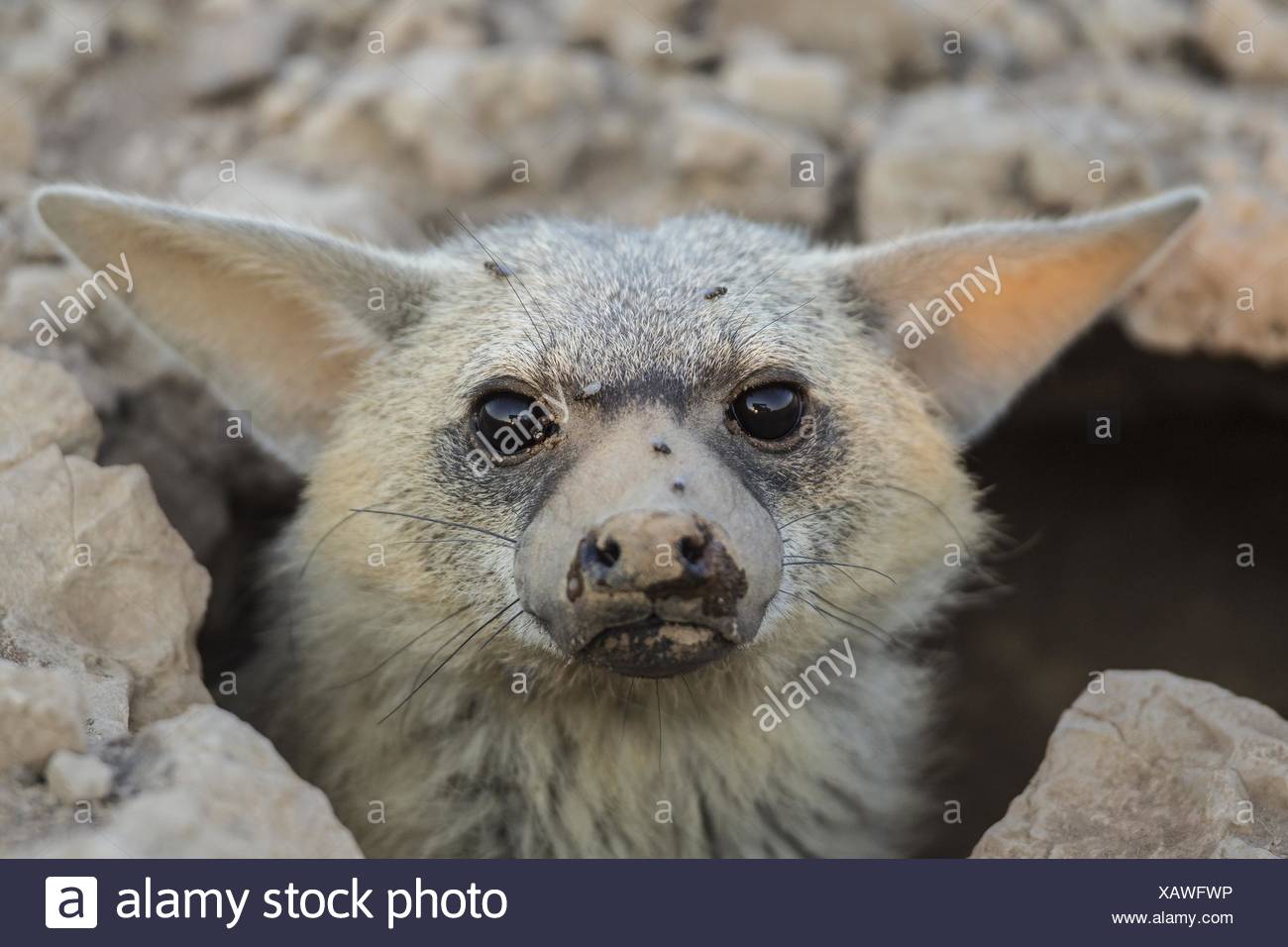 Aardwolves High Resolution Stock Photography and Images - Alamy